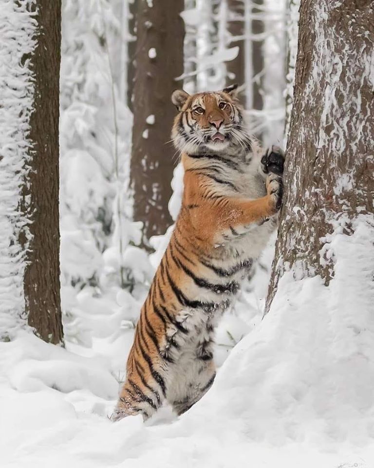 Siberian tiger | Scrolller