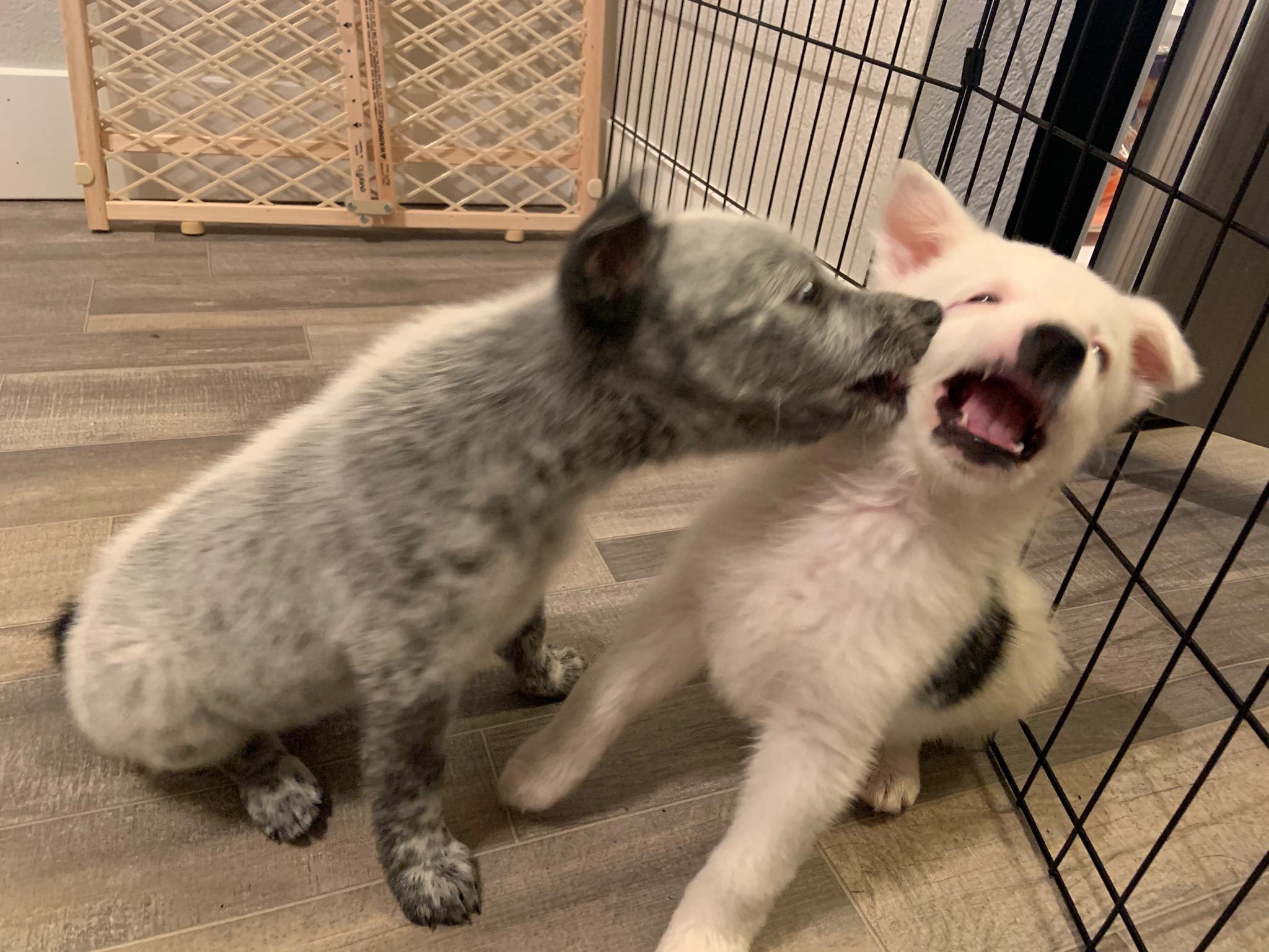 Sibling rivalry. | Scrolller