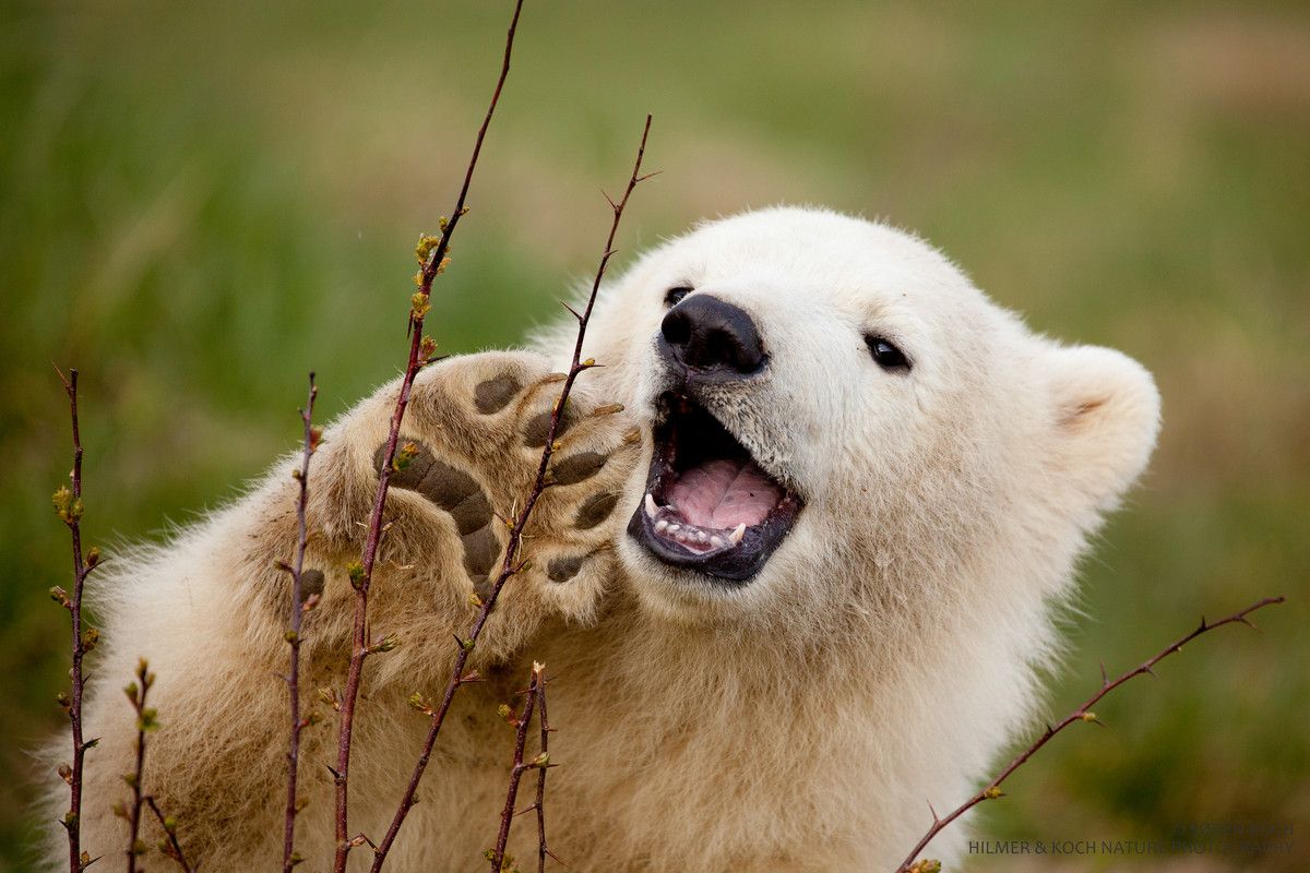 Siku the Danish polar bear [X-Post From /r/Bearswaving] | Scrolller