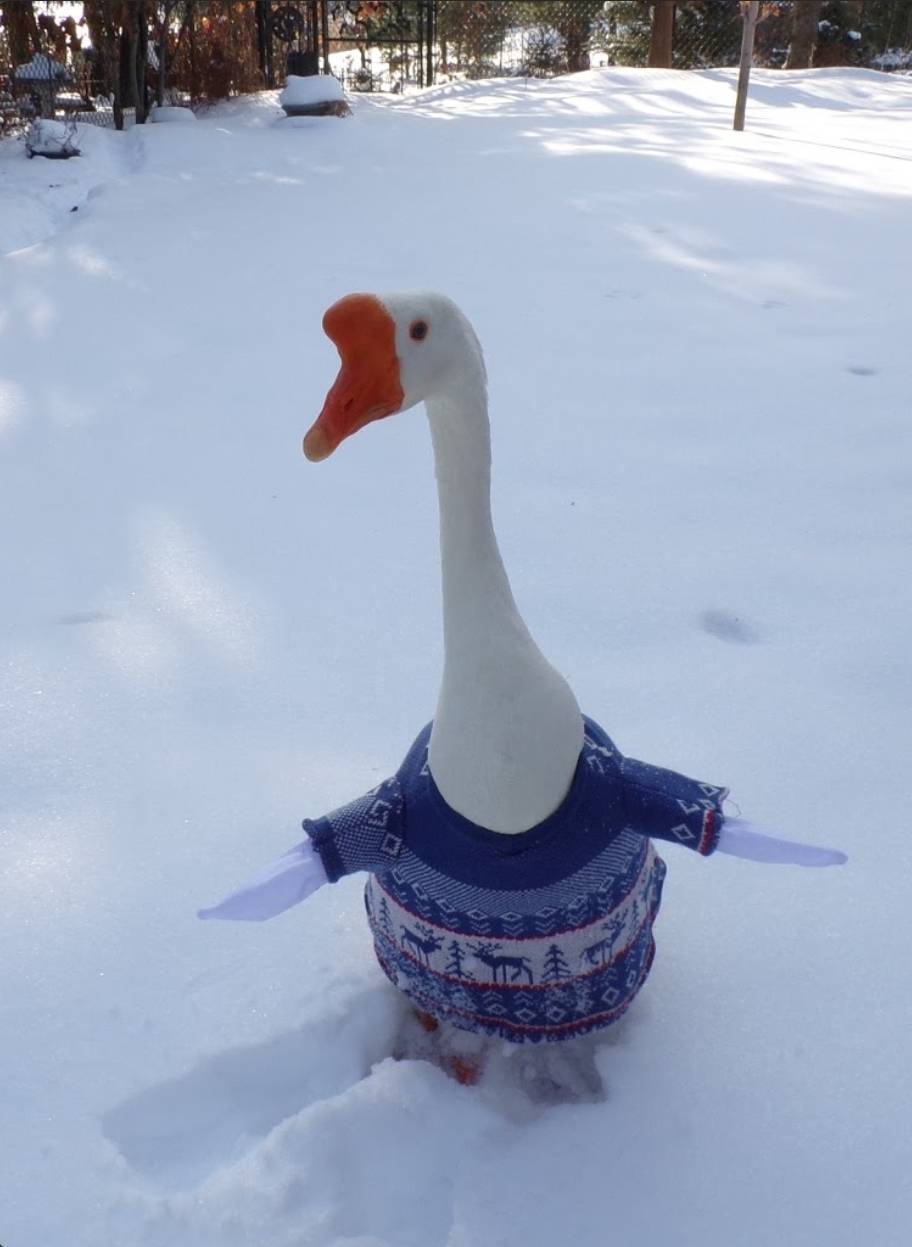 "silly duck" | Scrolller