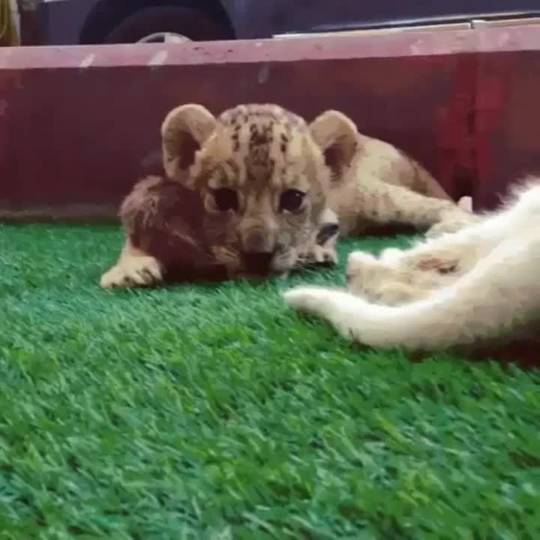 Simba and Timon | Scrolller