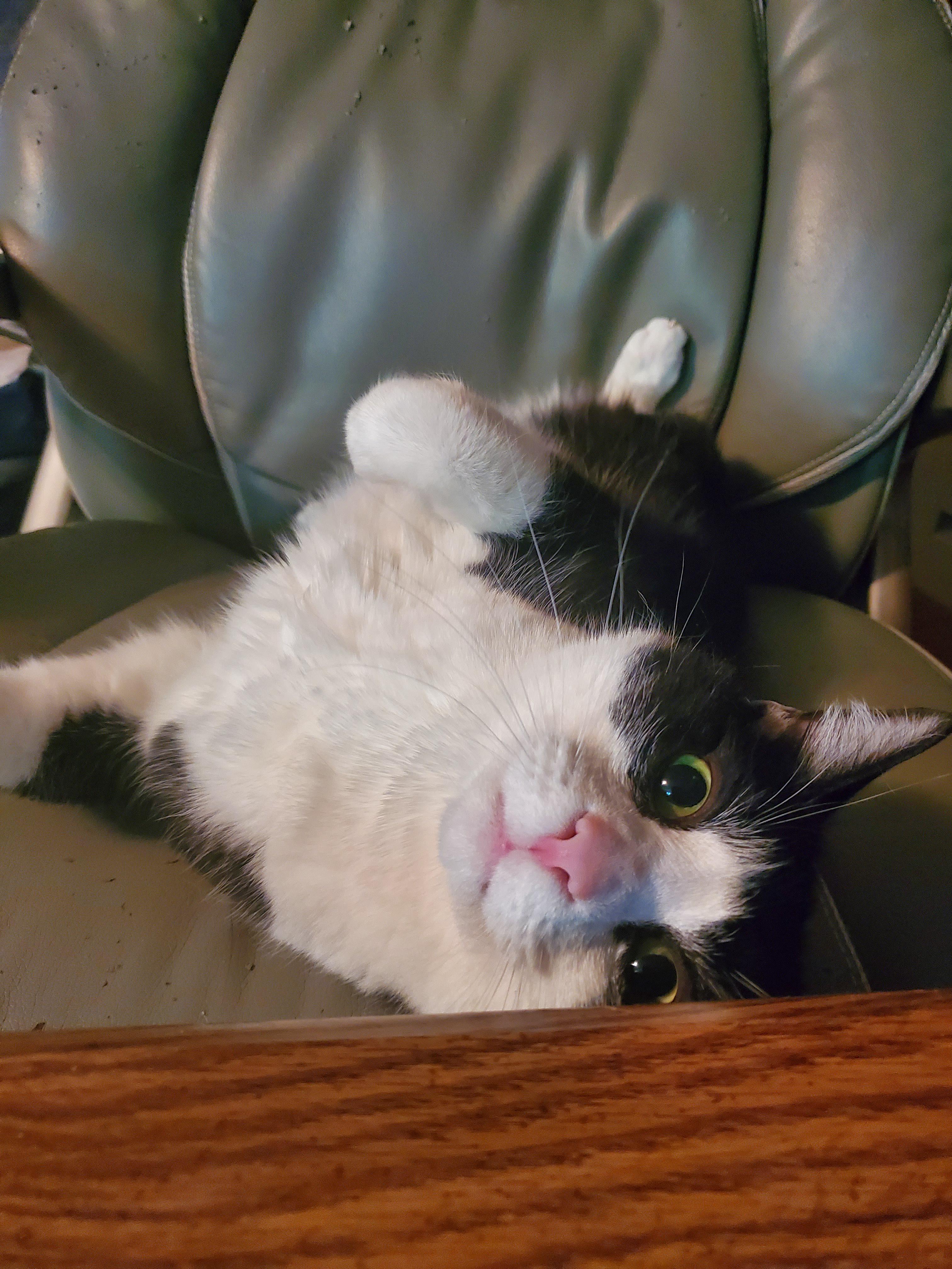 Simba being playful!! | Scrolller