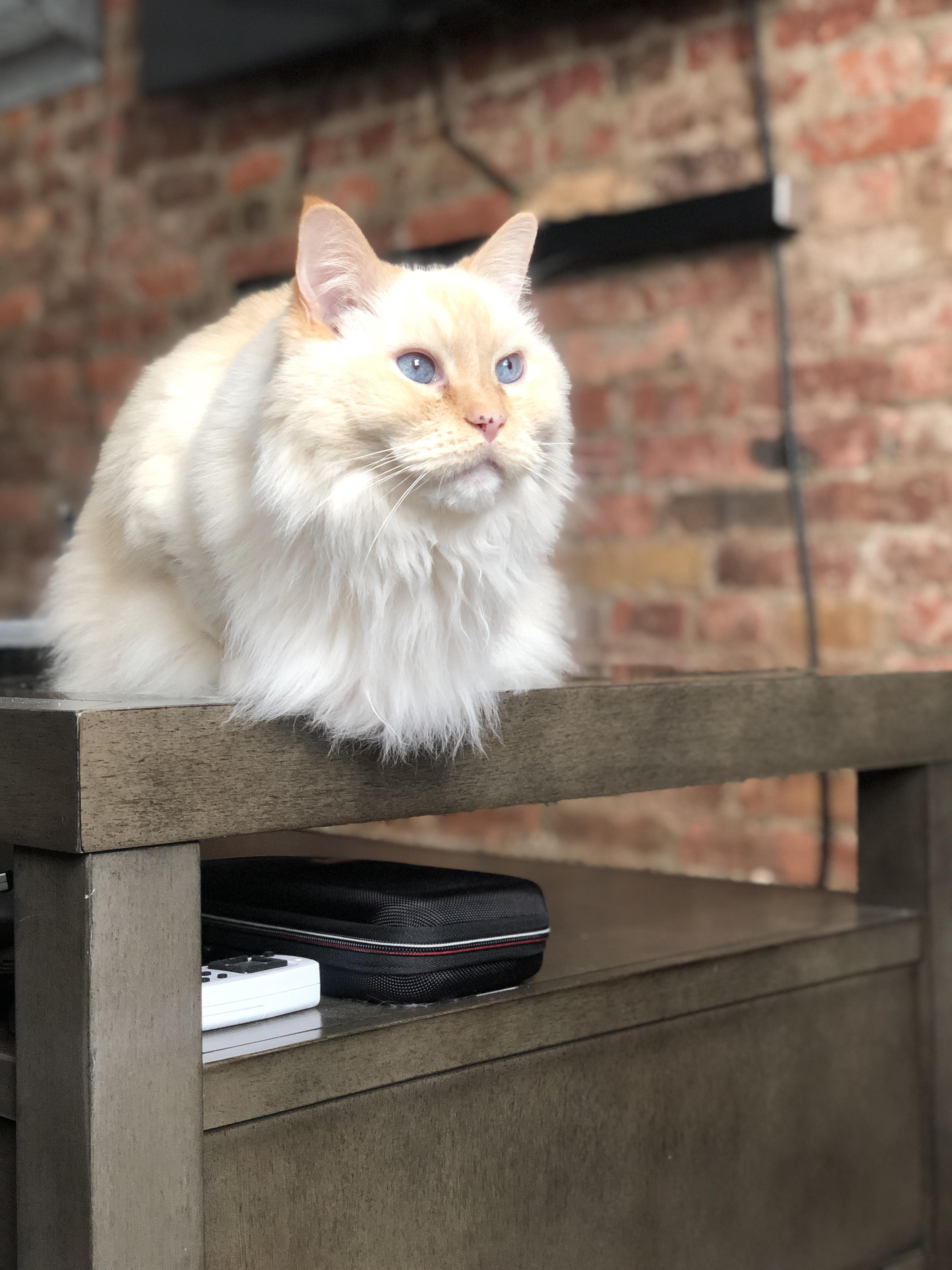 Simba, my handsome 13 year old rag doll | Scrolller