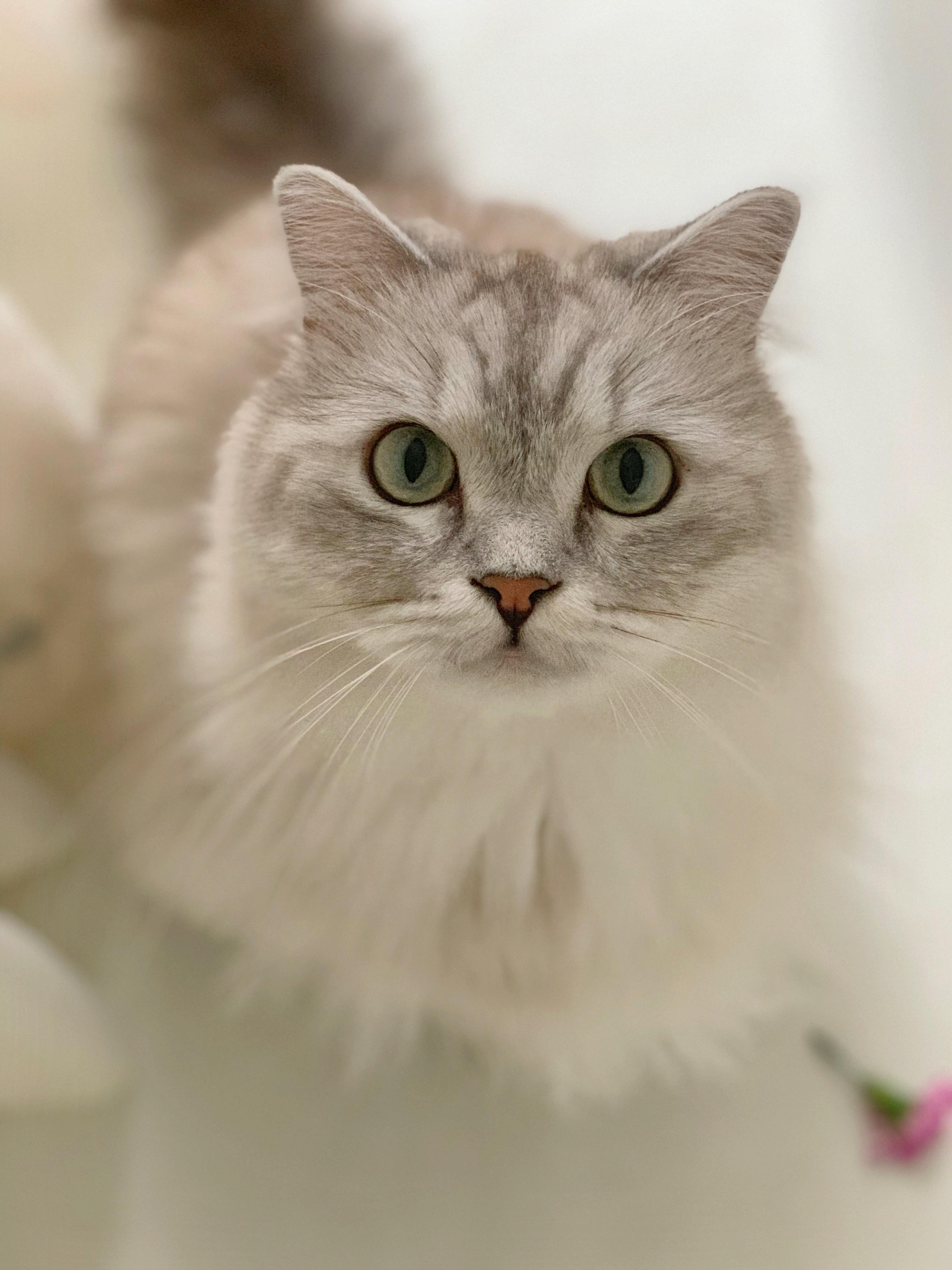 Simba the Ragdoll | Scrolller