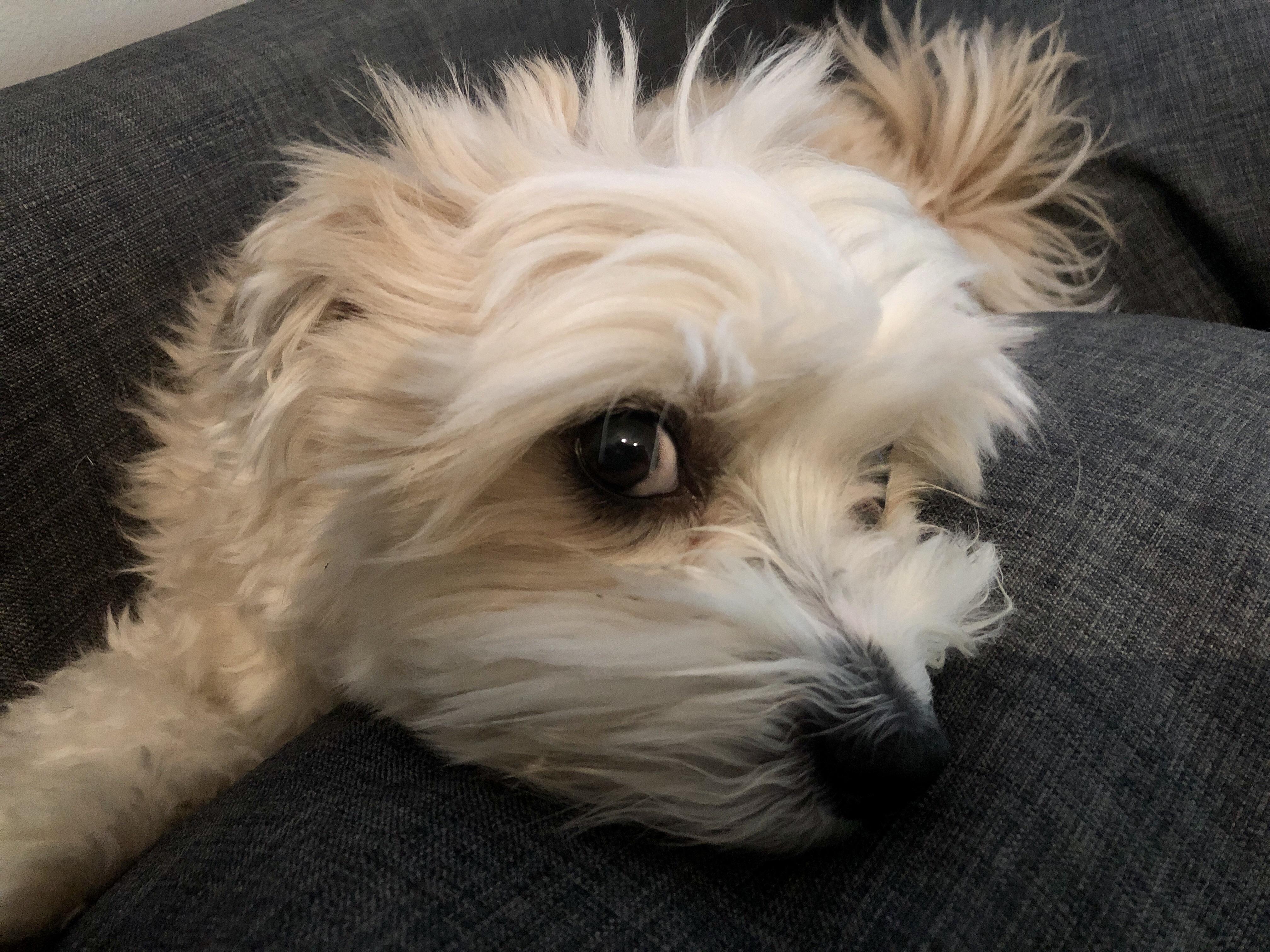 Simon giving everyone the hairy eyeball | Scrolller