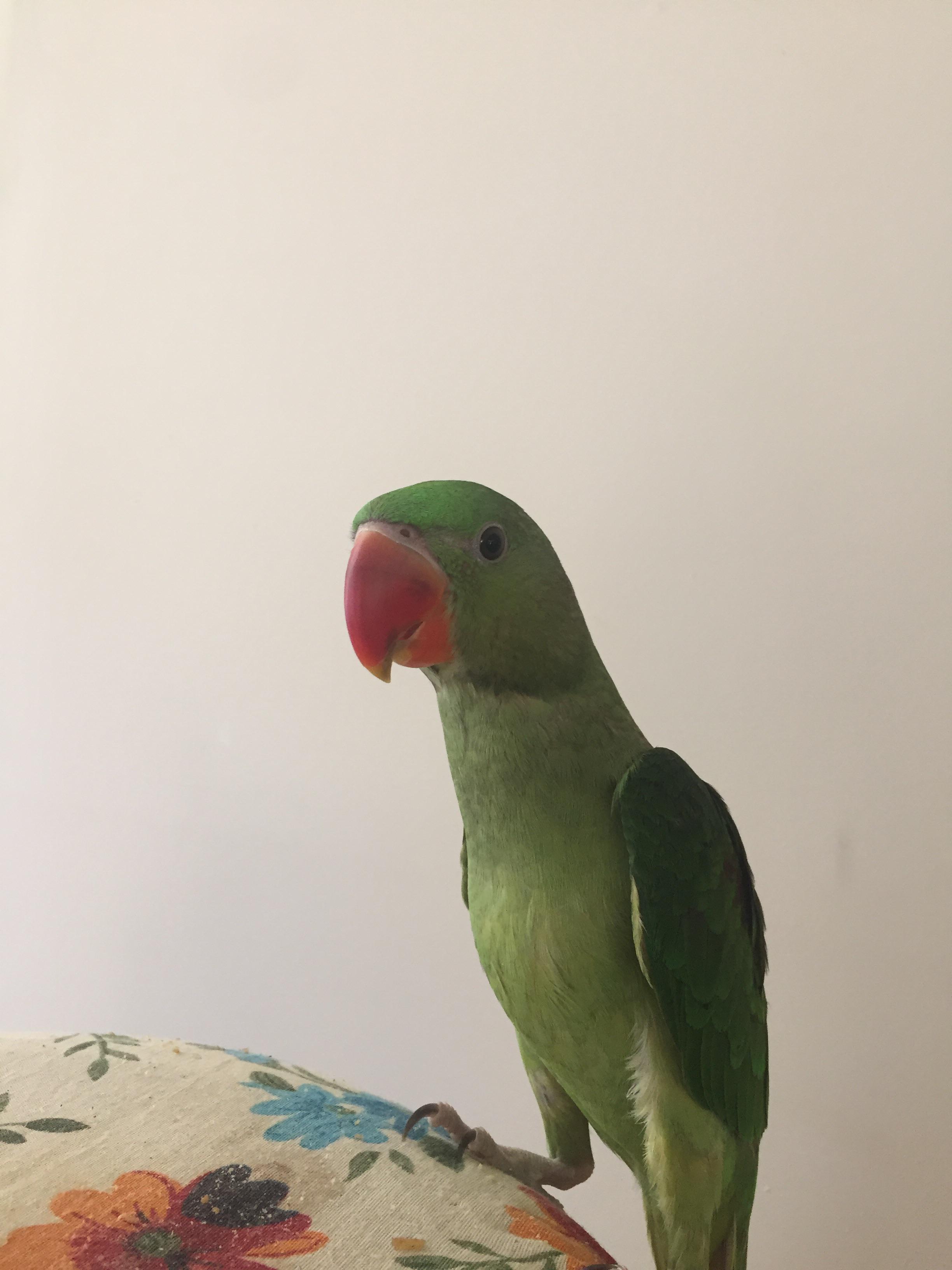 Since its my first cake day, here is a picture of my green capsicum | Scrolller