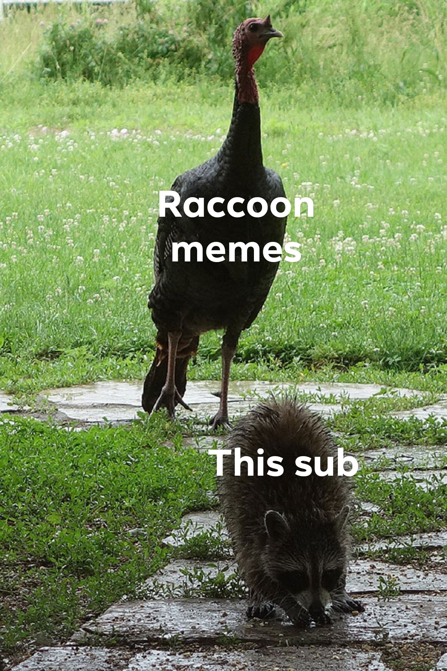 *sing song voice* they are here | Scrolller