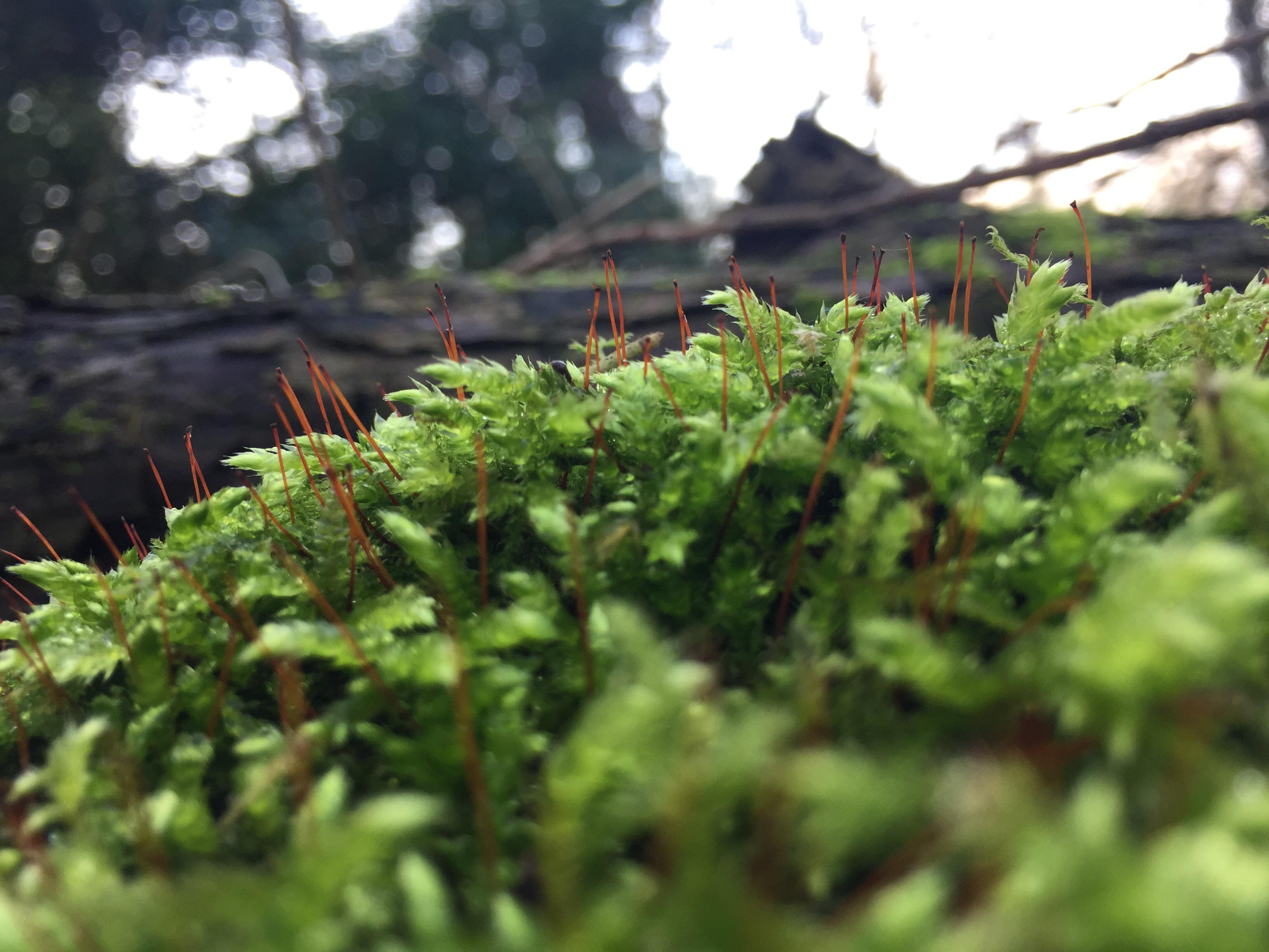 sinking into the deep moss 💚💤 | Scrolller