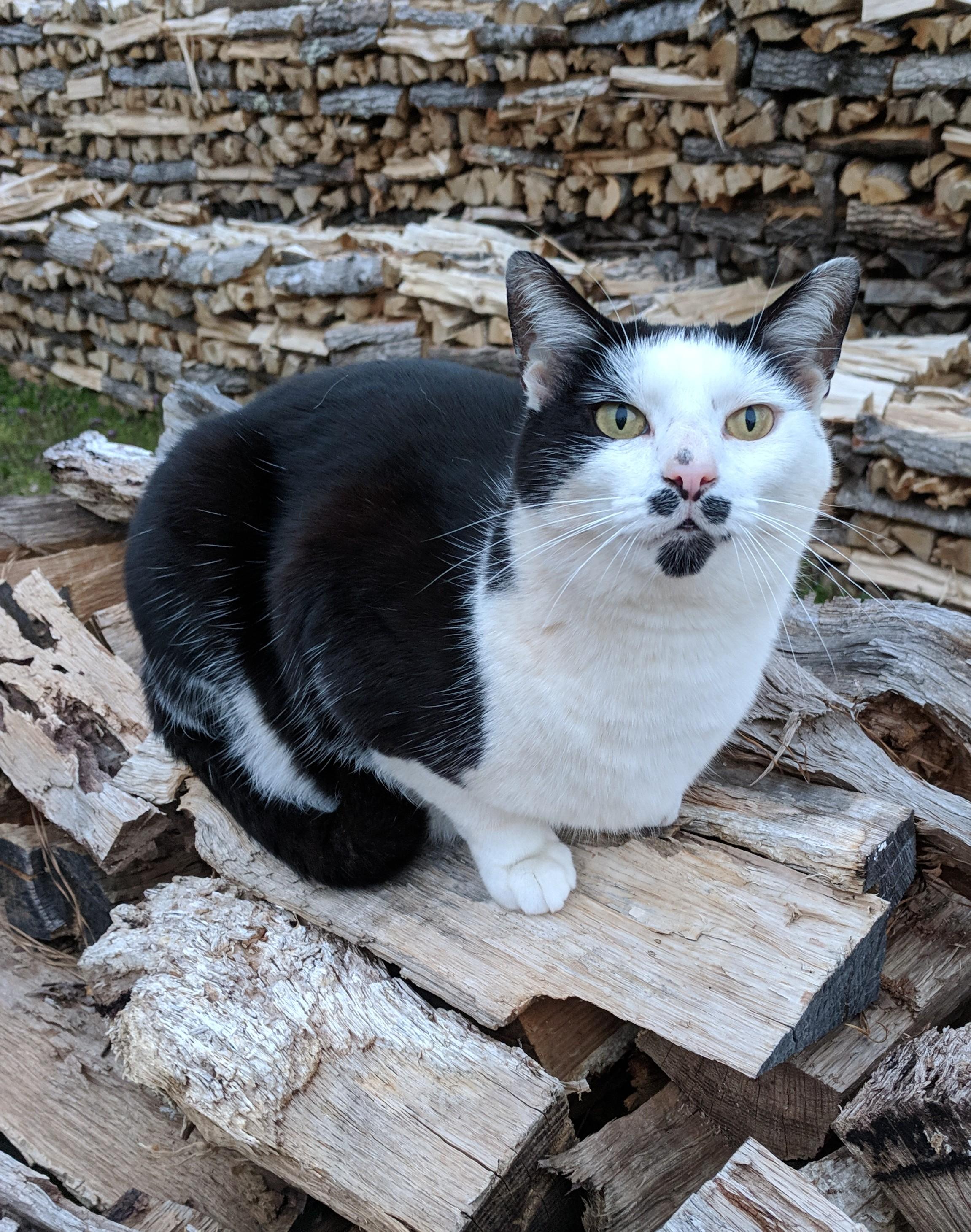 Sir Nibbler. Keeper of the Wood Pile. | Scrolller