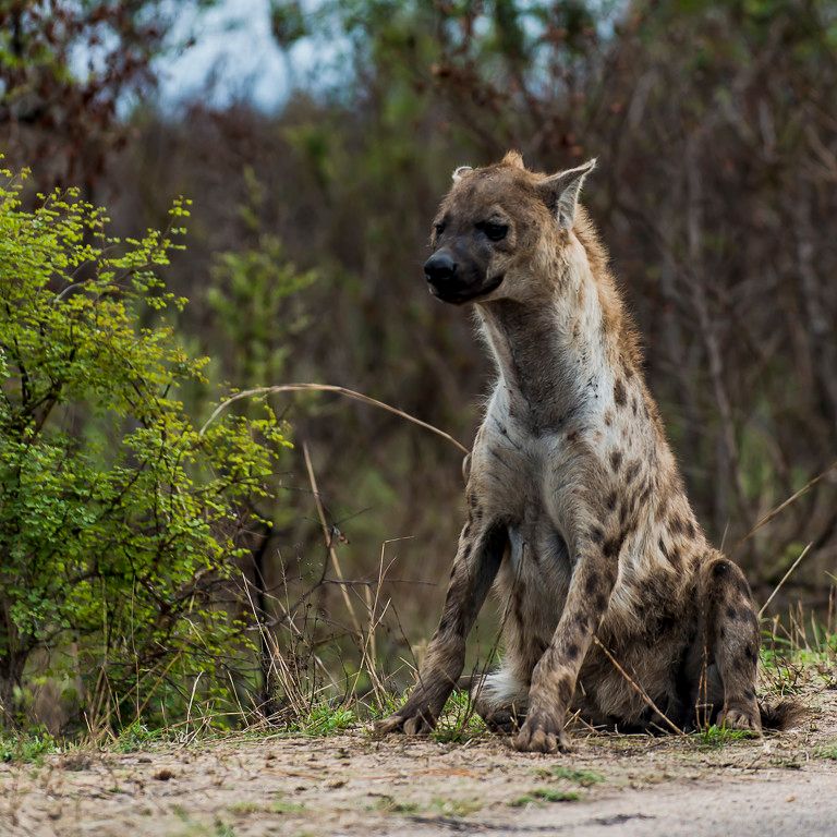 Sit like a hyena | Scrolller
