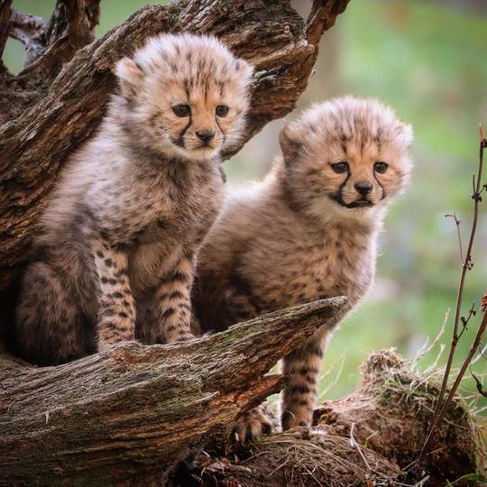 Six week old cheetah cubs waiting for their mother | Scrolller