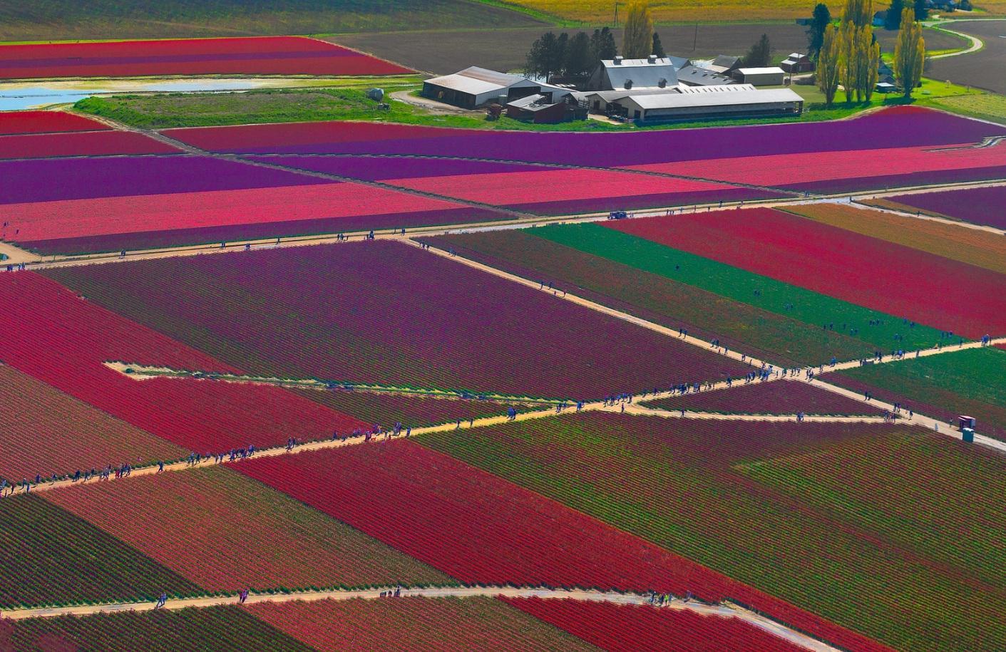 🔥 Skagit valley tulip fields | Scrolller