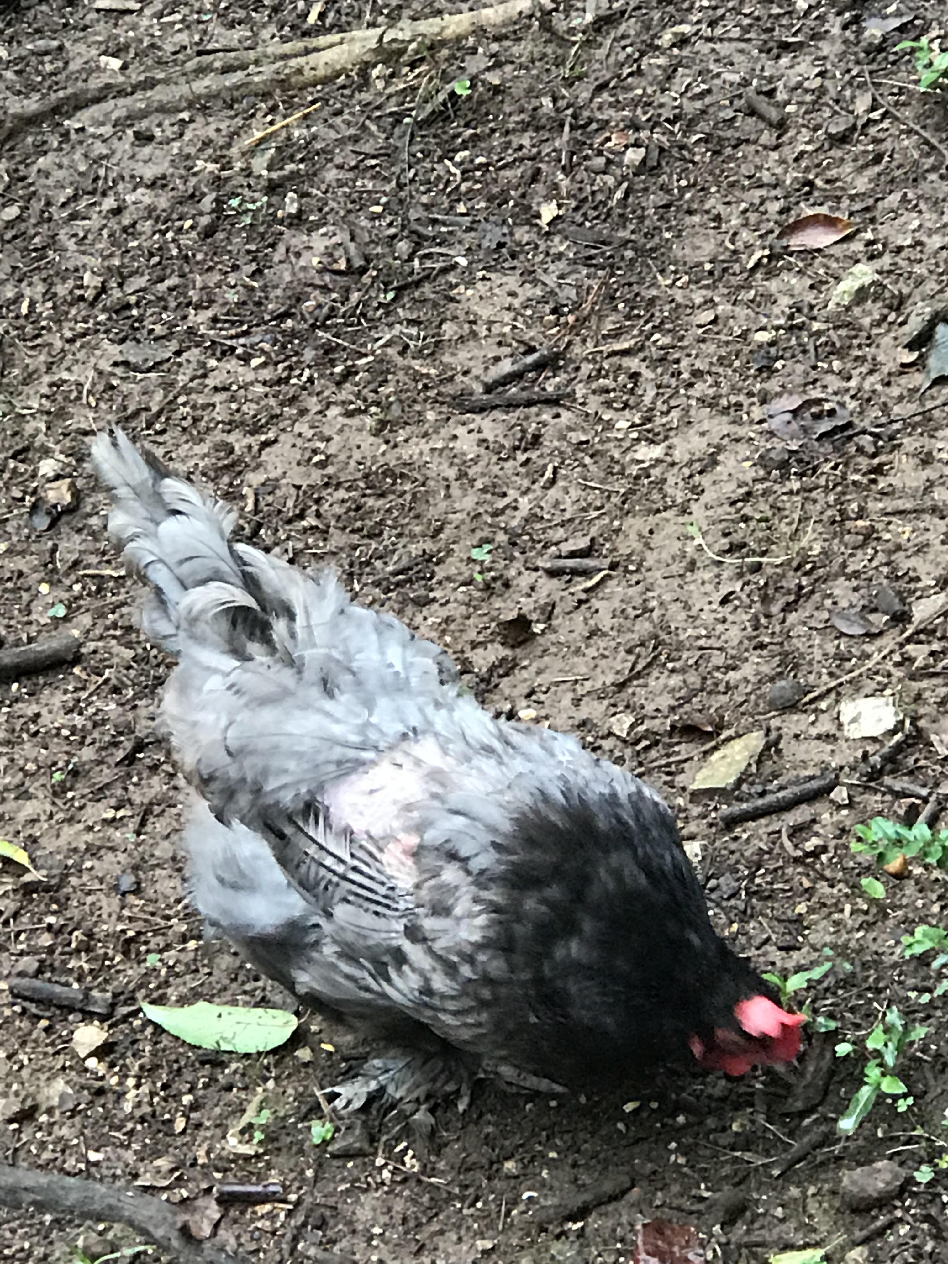 Skin condition on chicken? Help | Scrolller