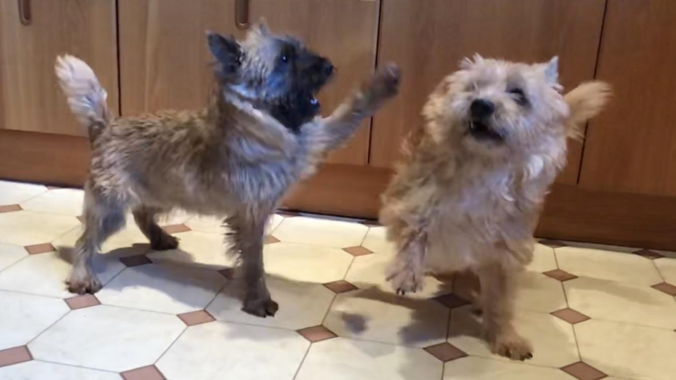 Skye and her Mum Carly having a wee scrap. | Scrolller