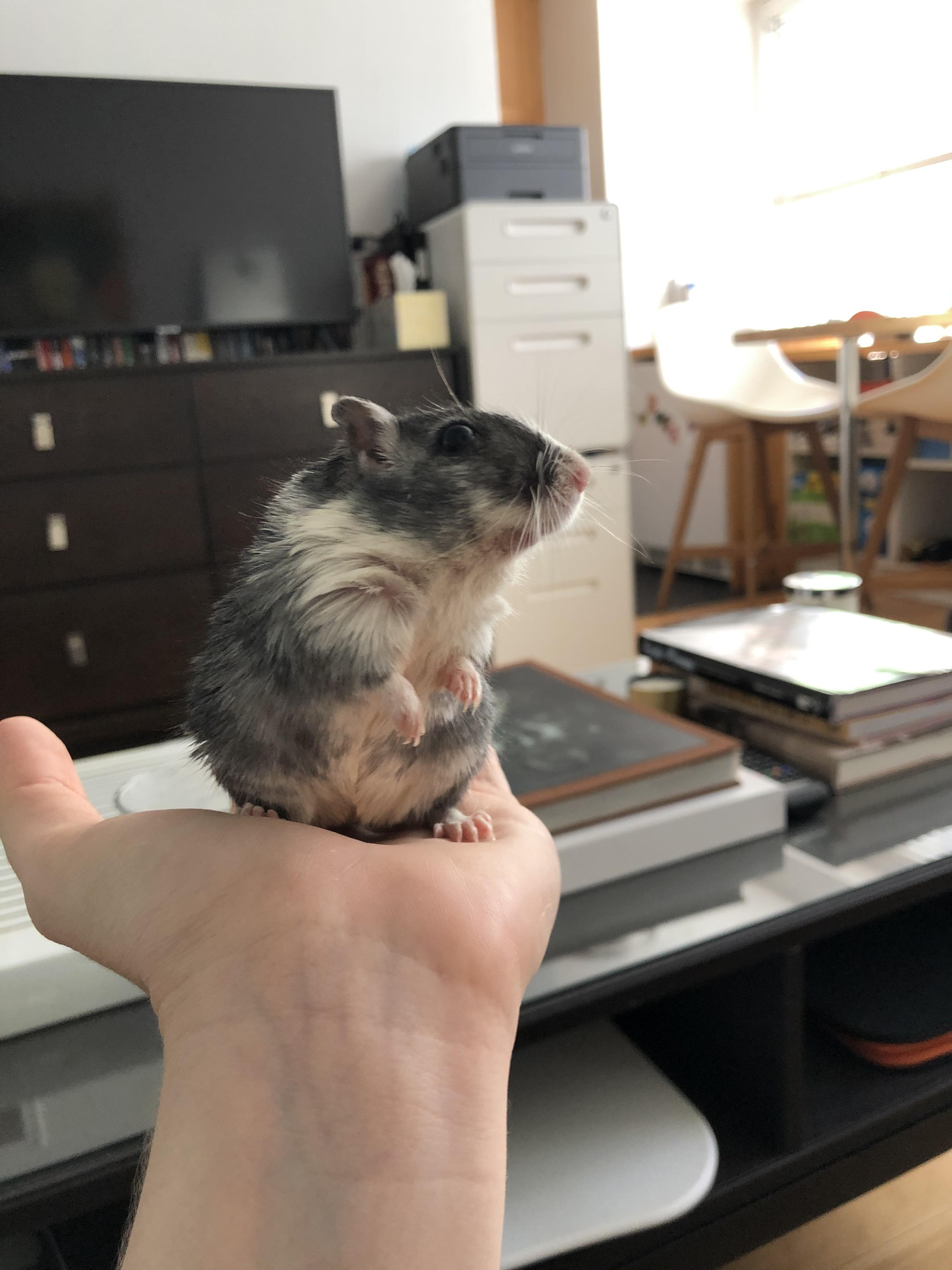 Slashie shows off her beautiful coloring. | Scrolller