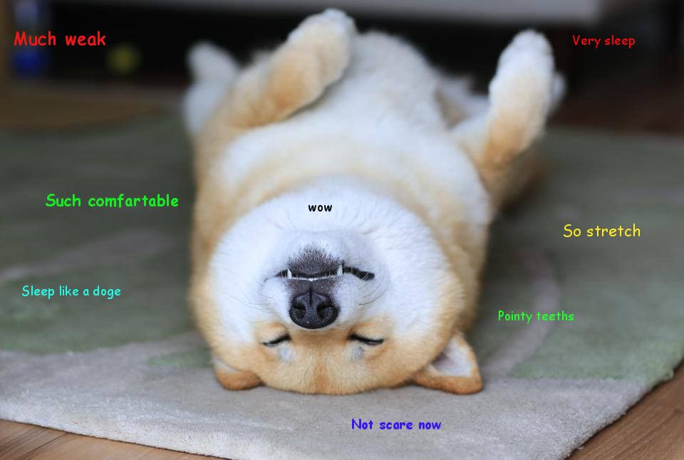 Sleep like a doge | Scrolller