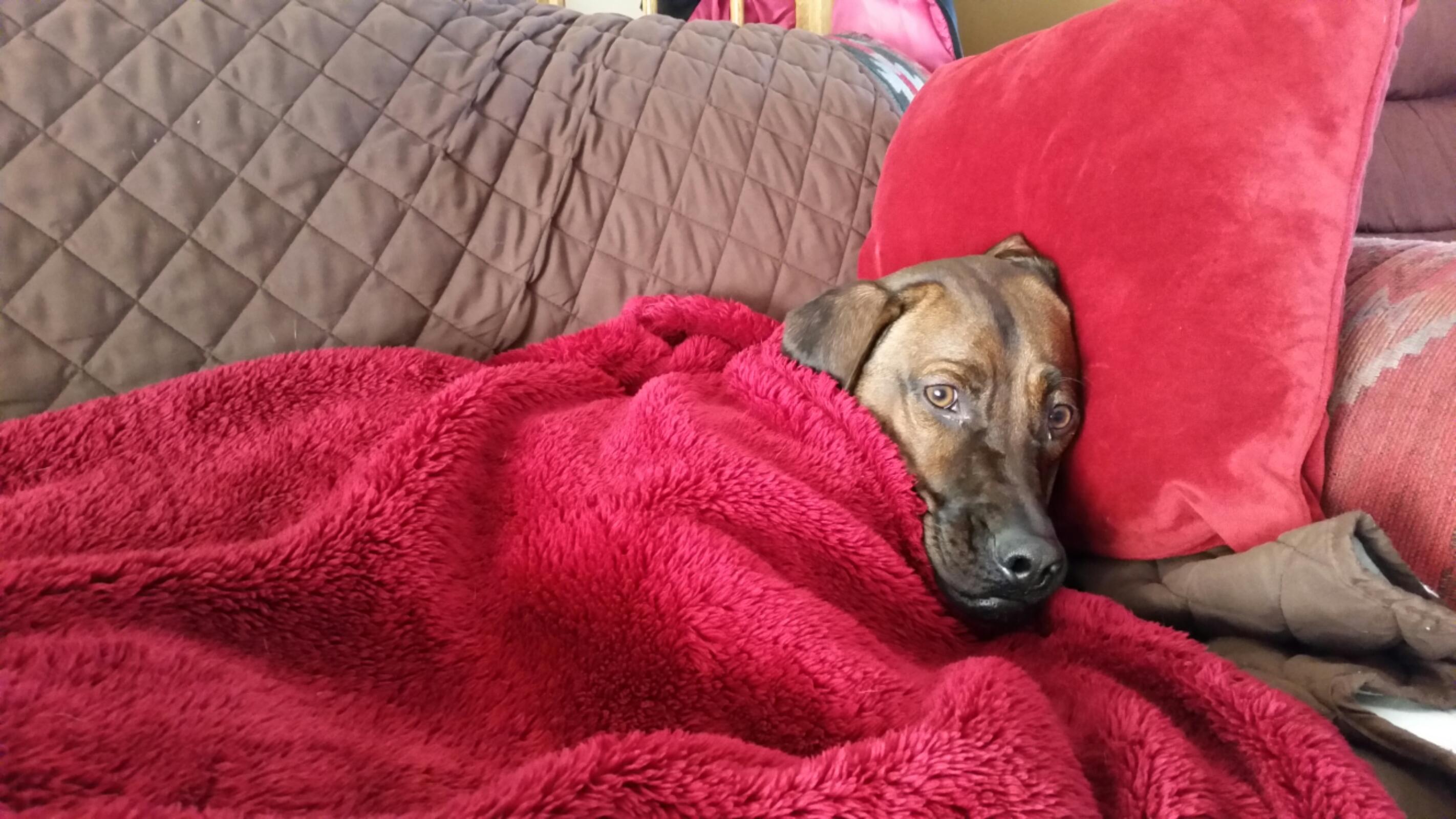 Sleep tight, pupper. | Scrolller