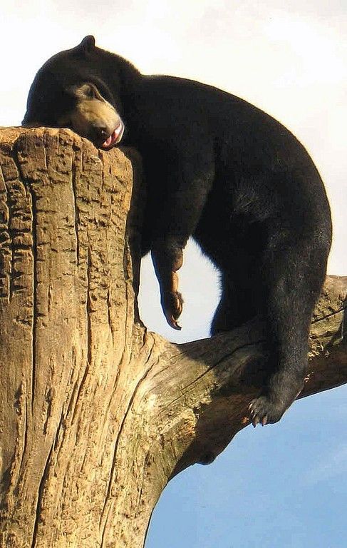 Sleeping bear... | Scrolller