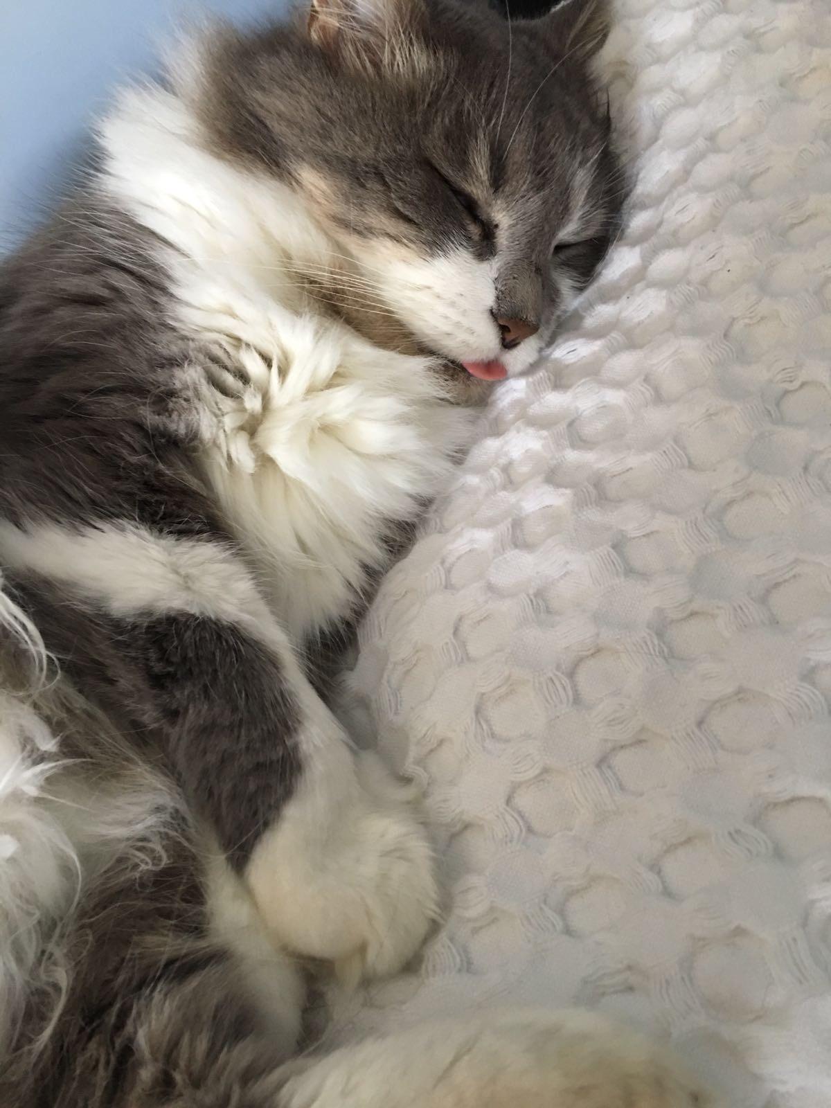 Sleeping Blep | Scrolller