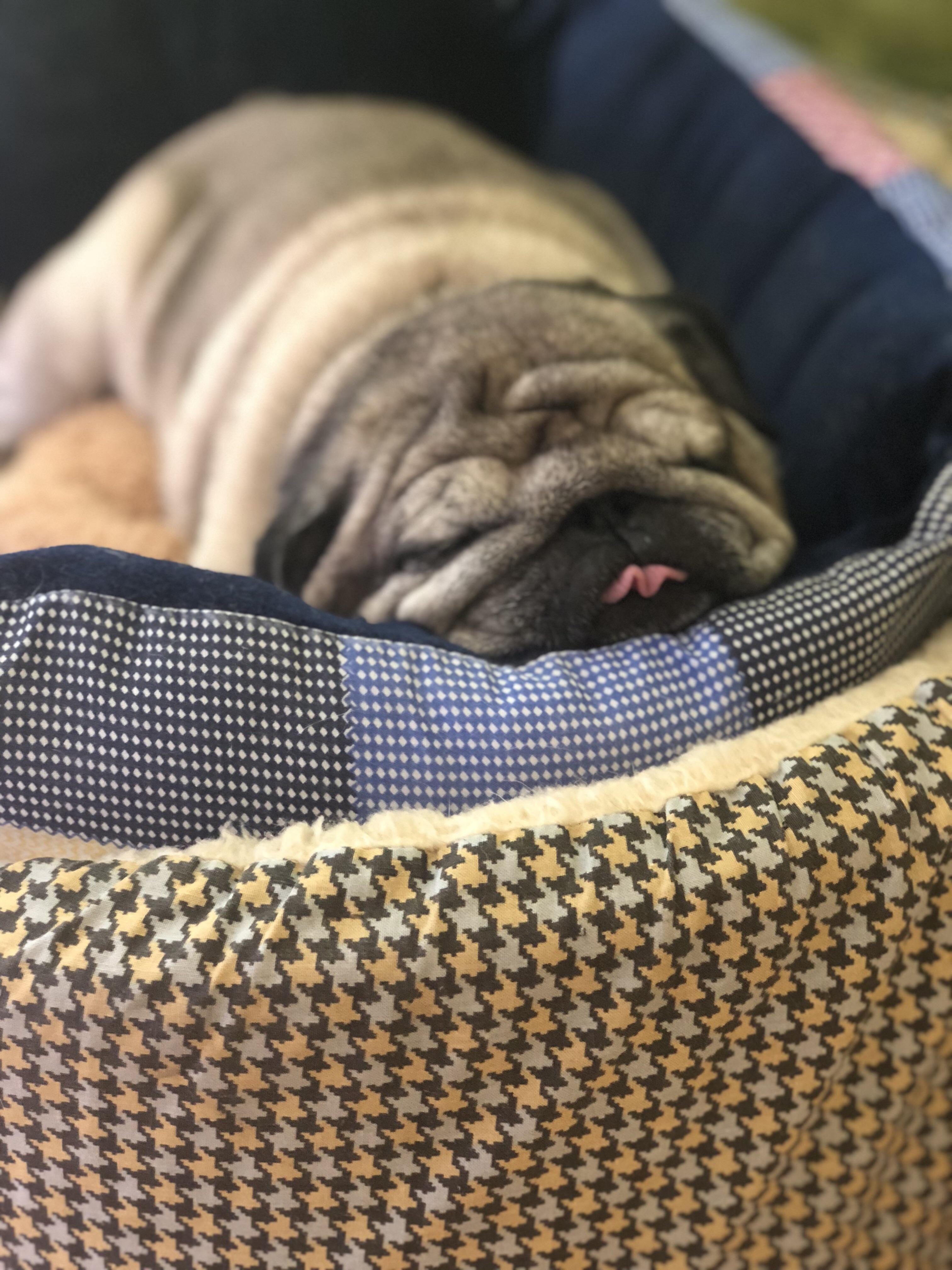Sleeping blop | Scrolller