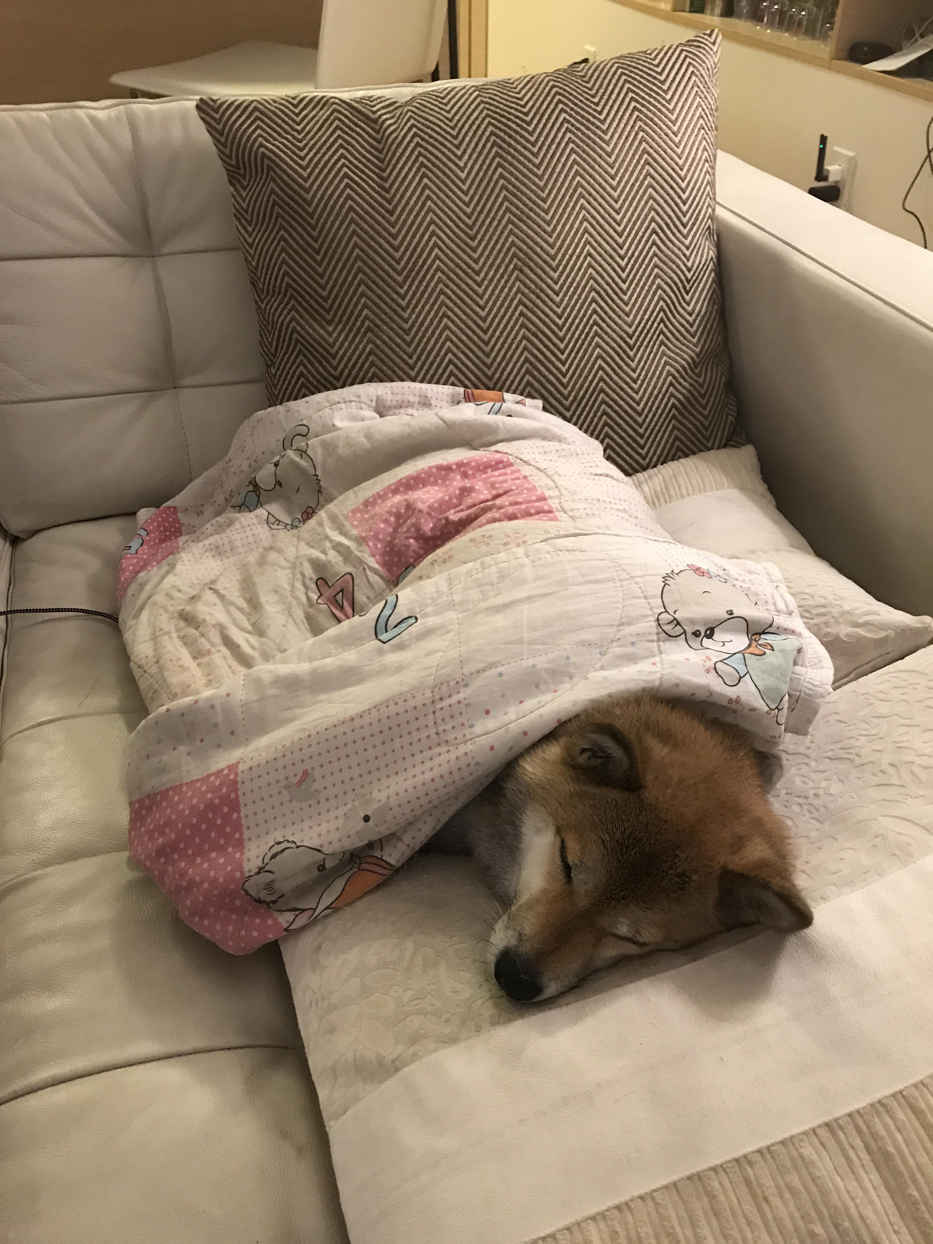 Sleeping doge | Scrolller