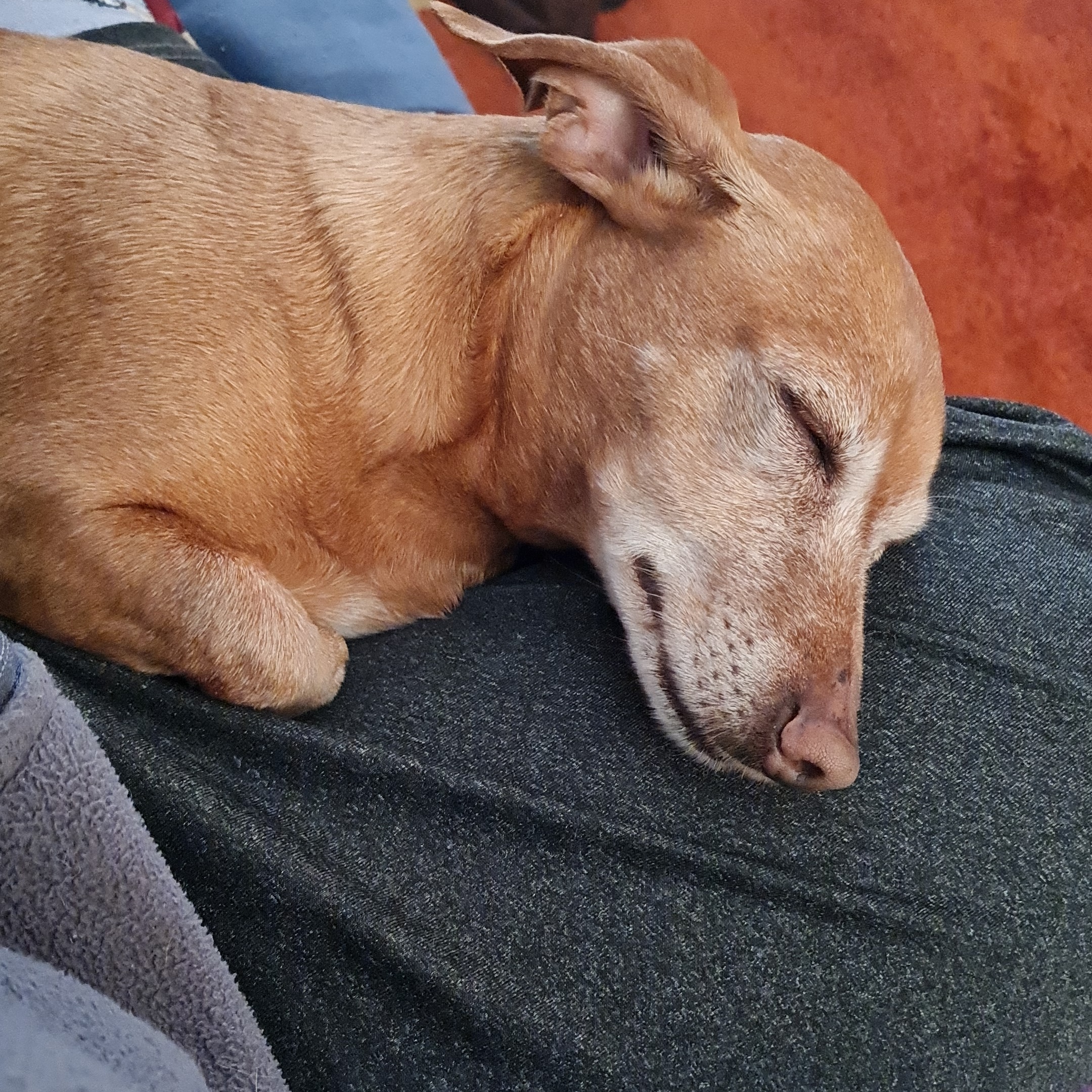 Sleeping doggo | Scrolller