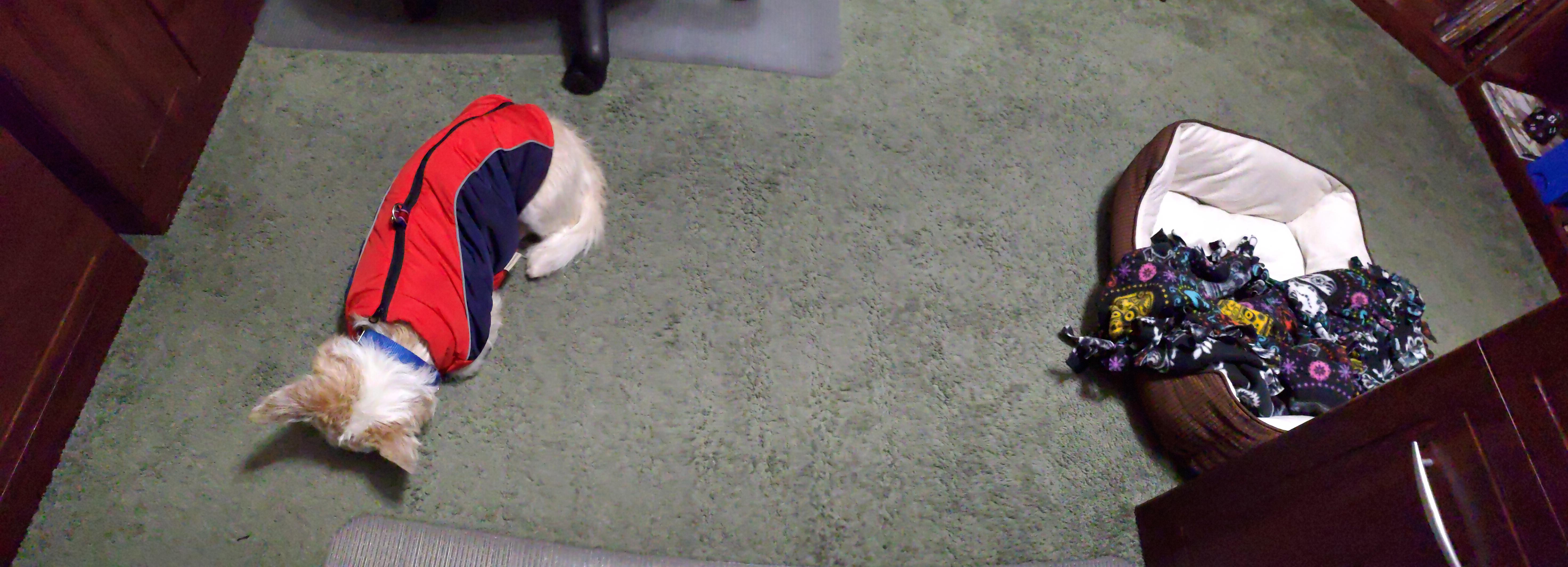 Sleeping face down on the rug | Scrolller