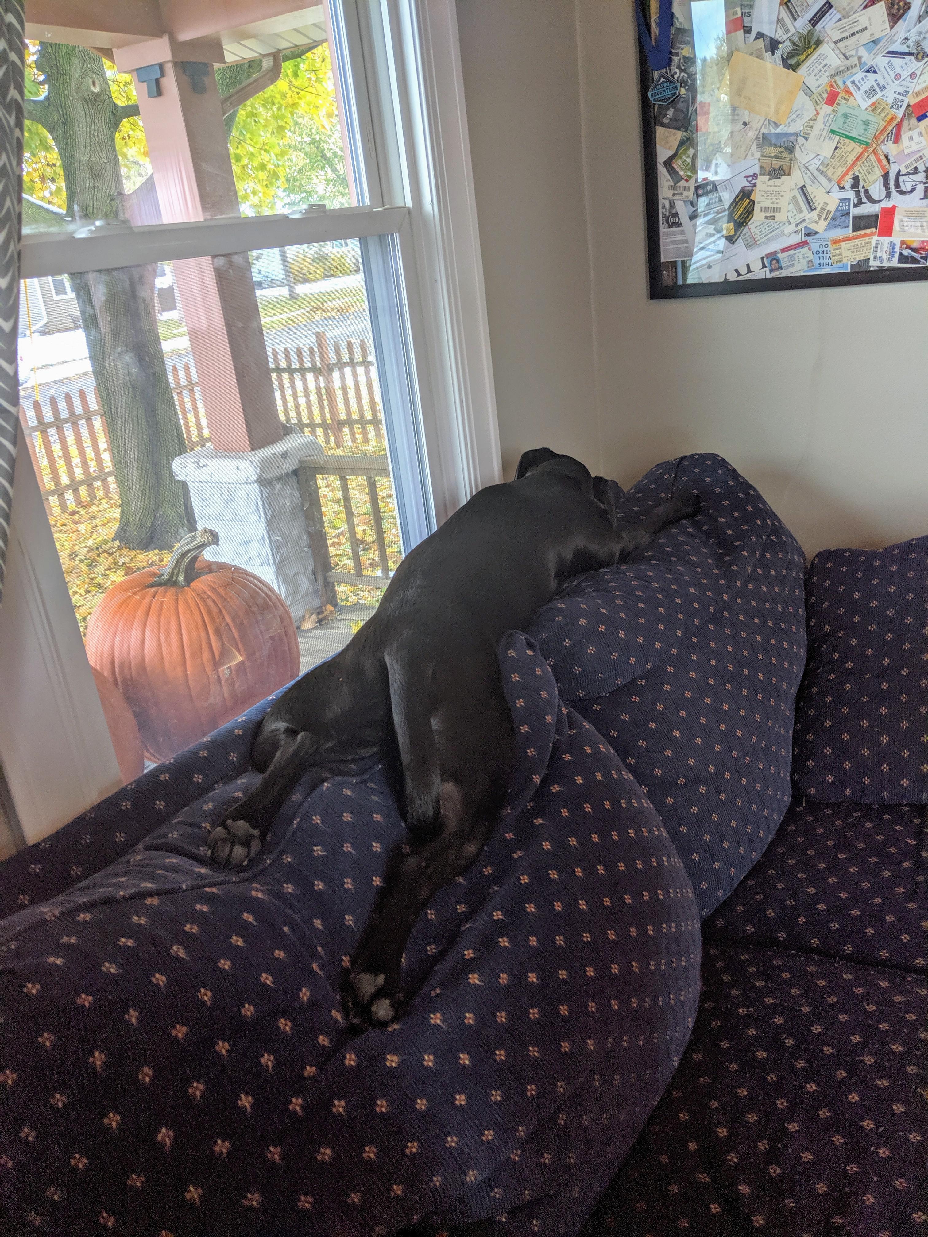 Sleeping full sploot on the couch | Scrolller
