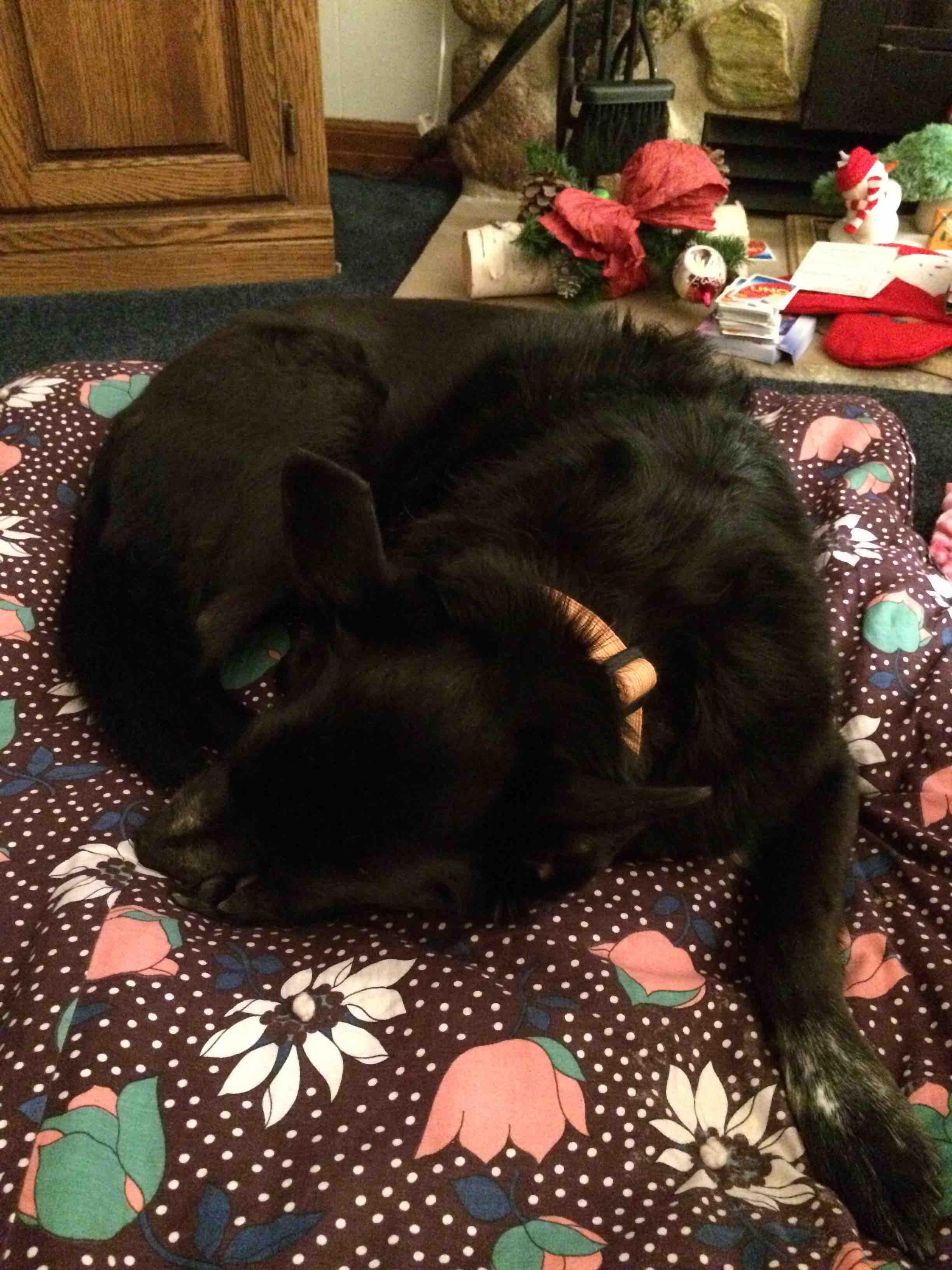 Sleeping kelpie | Scrolller