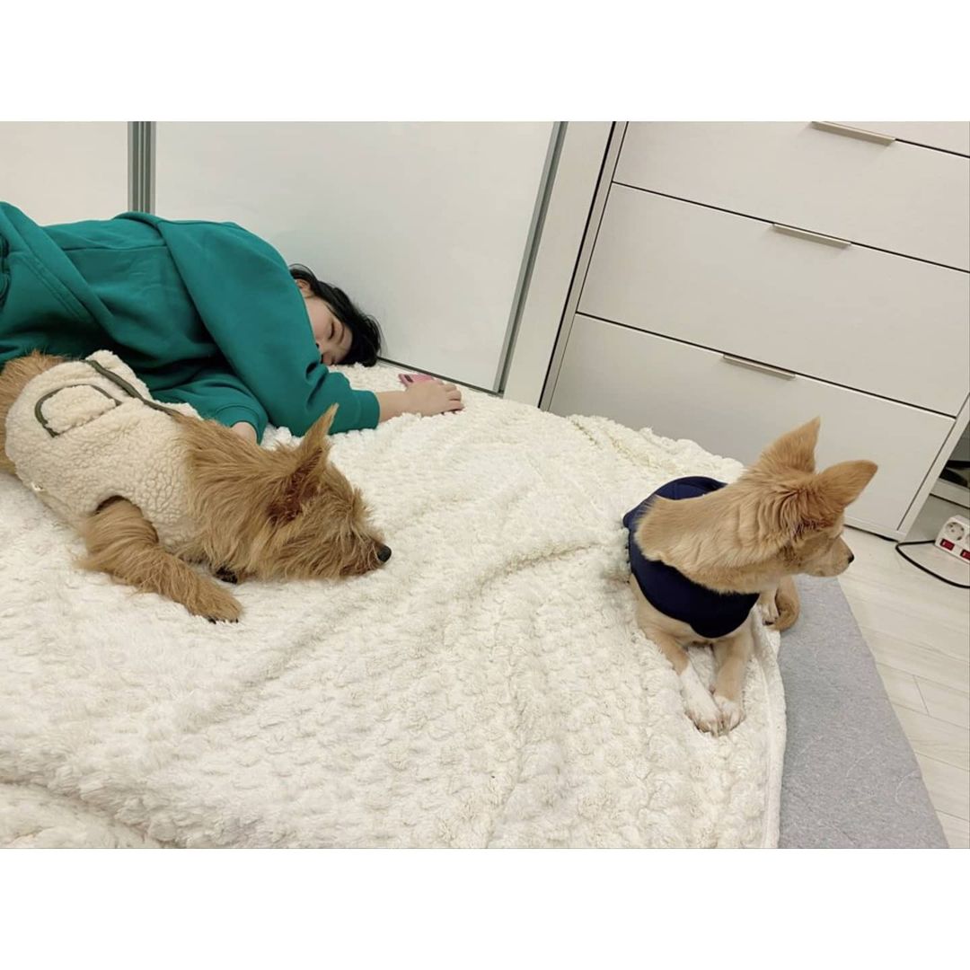 Sleeping Momo | Scrolller