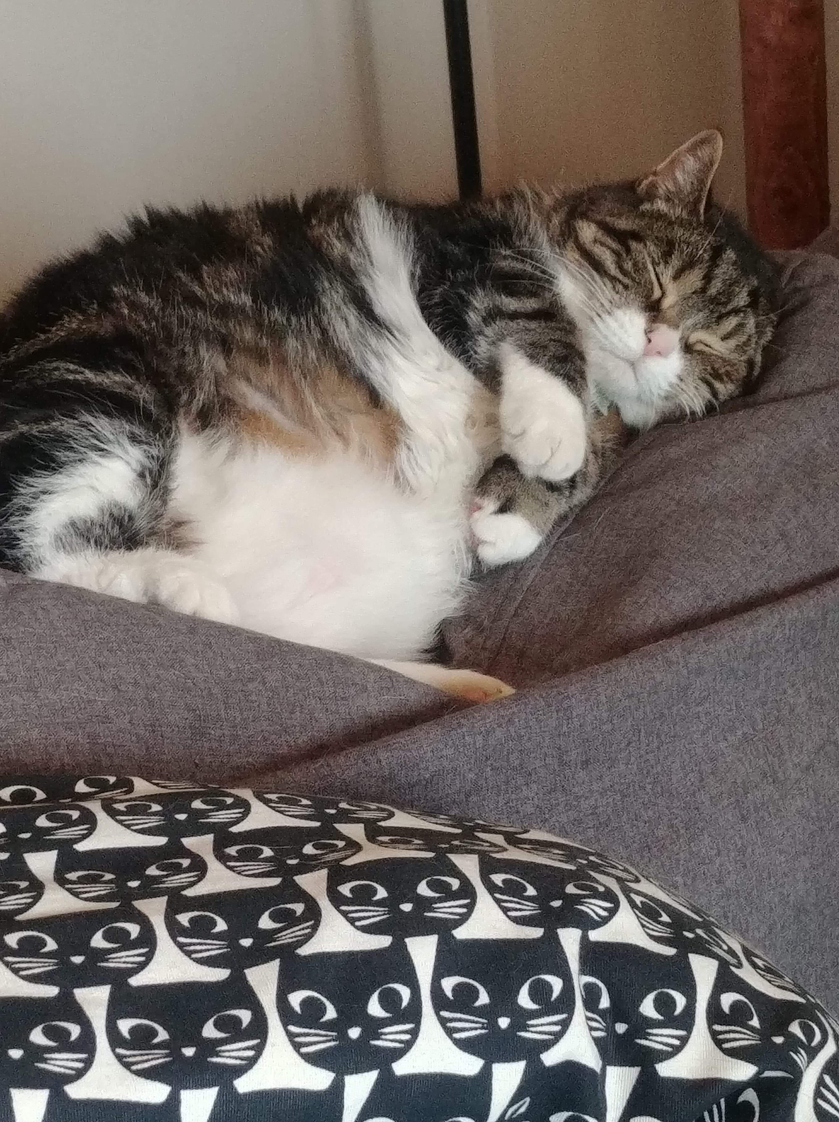 Sleeping peacefully in her favourite spot | Scrolller