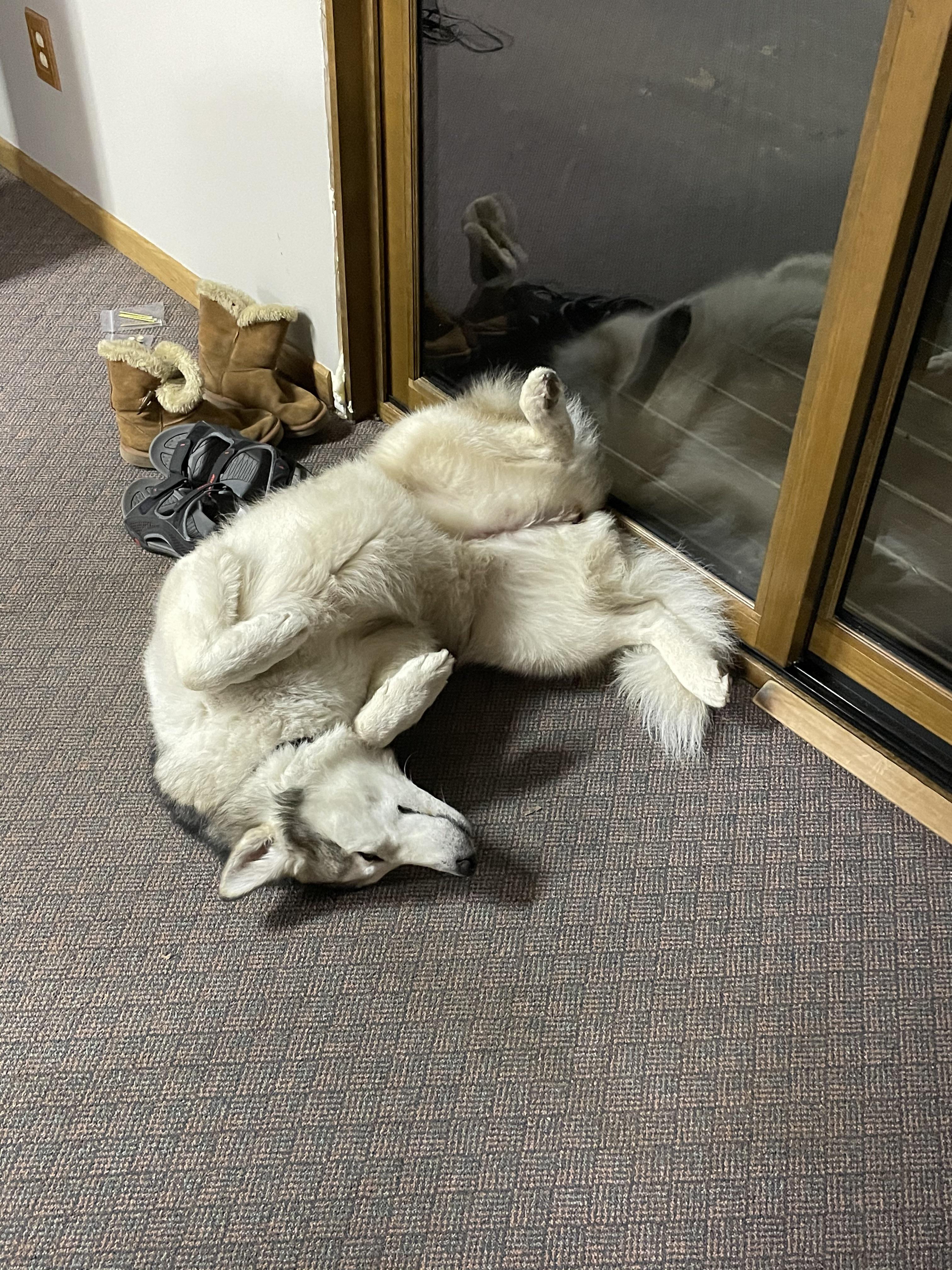 Sleeping wolf derp | Scrolller