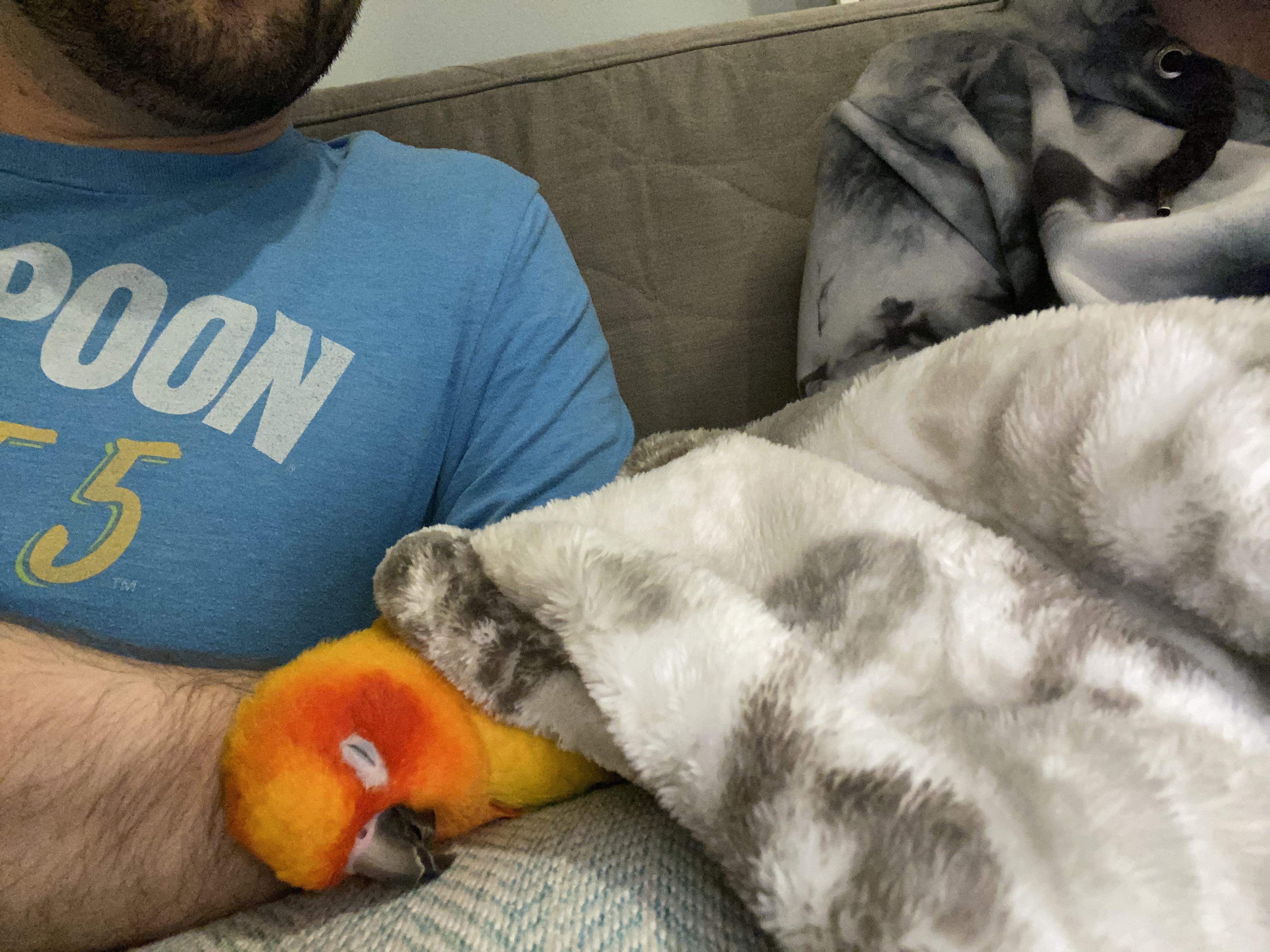 Sleepy birb. | Scrolller