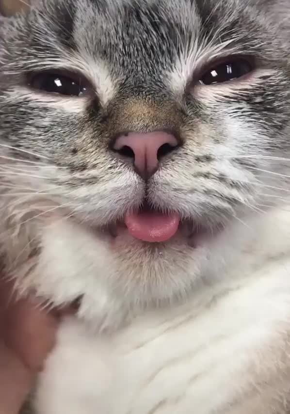 sleepy blep | Scrolller