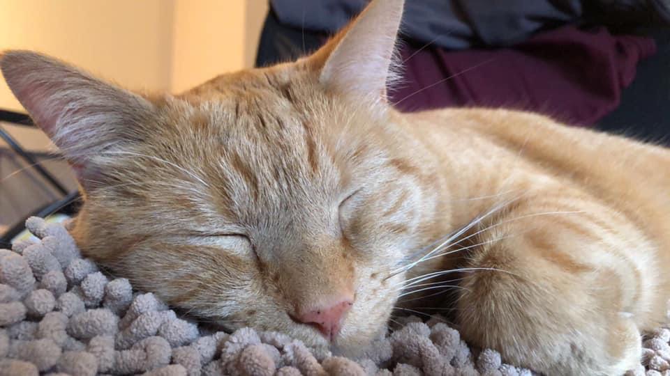 Sleepy boi | Scrolller