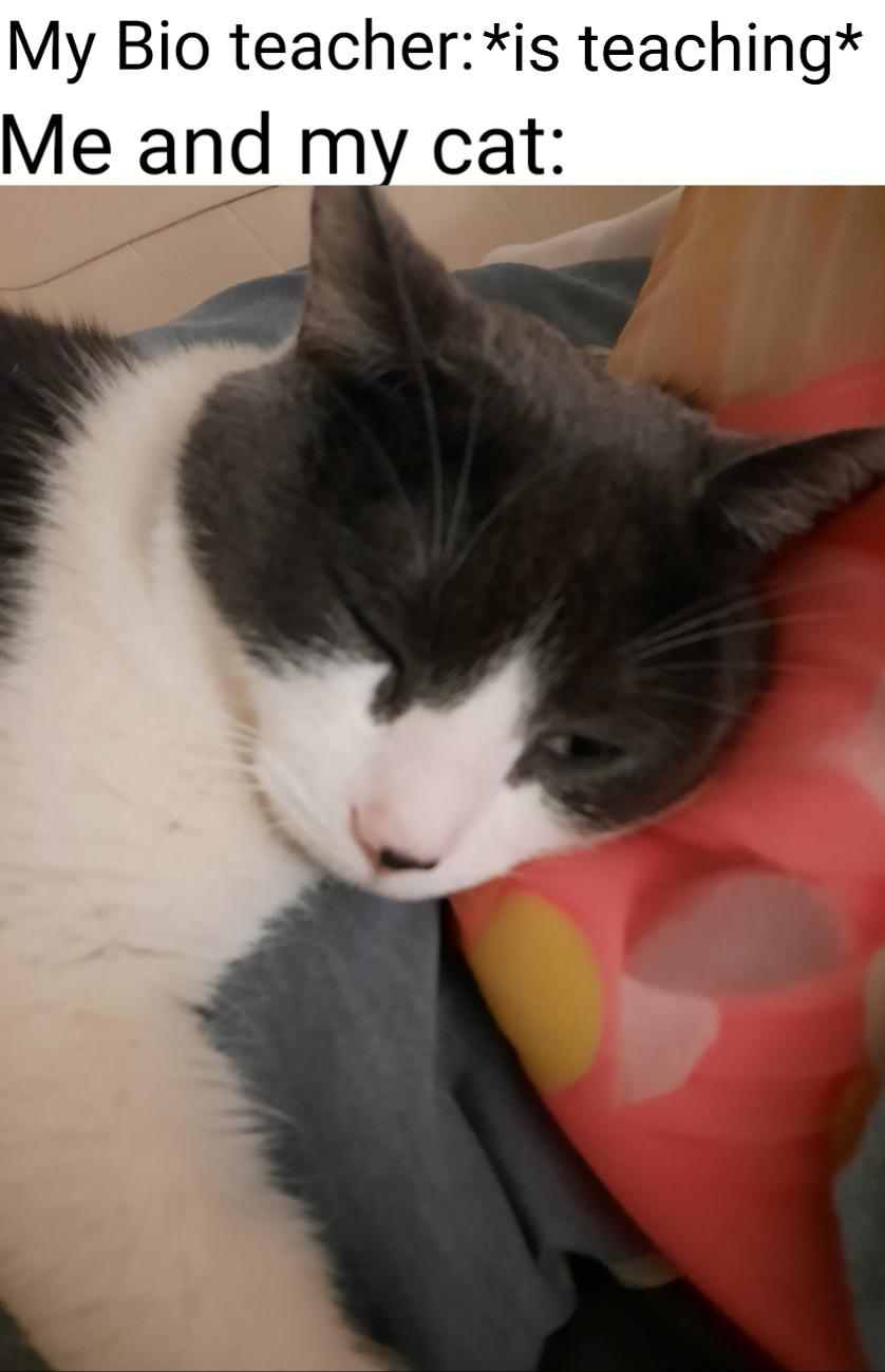 Sleepy Boi Scrolller