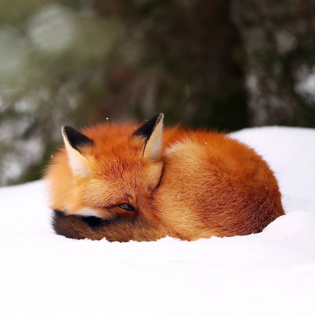 Sleepy boi | Scrolller