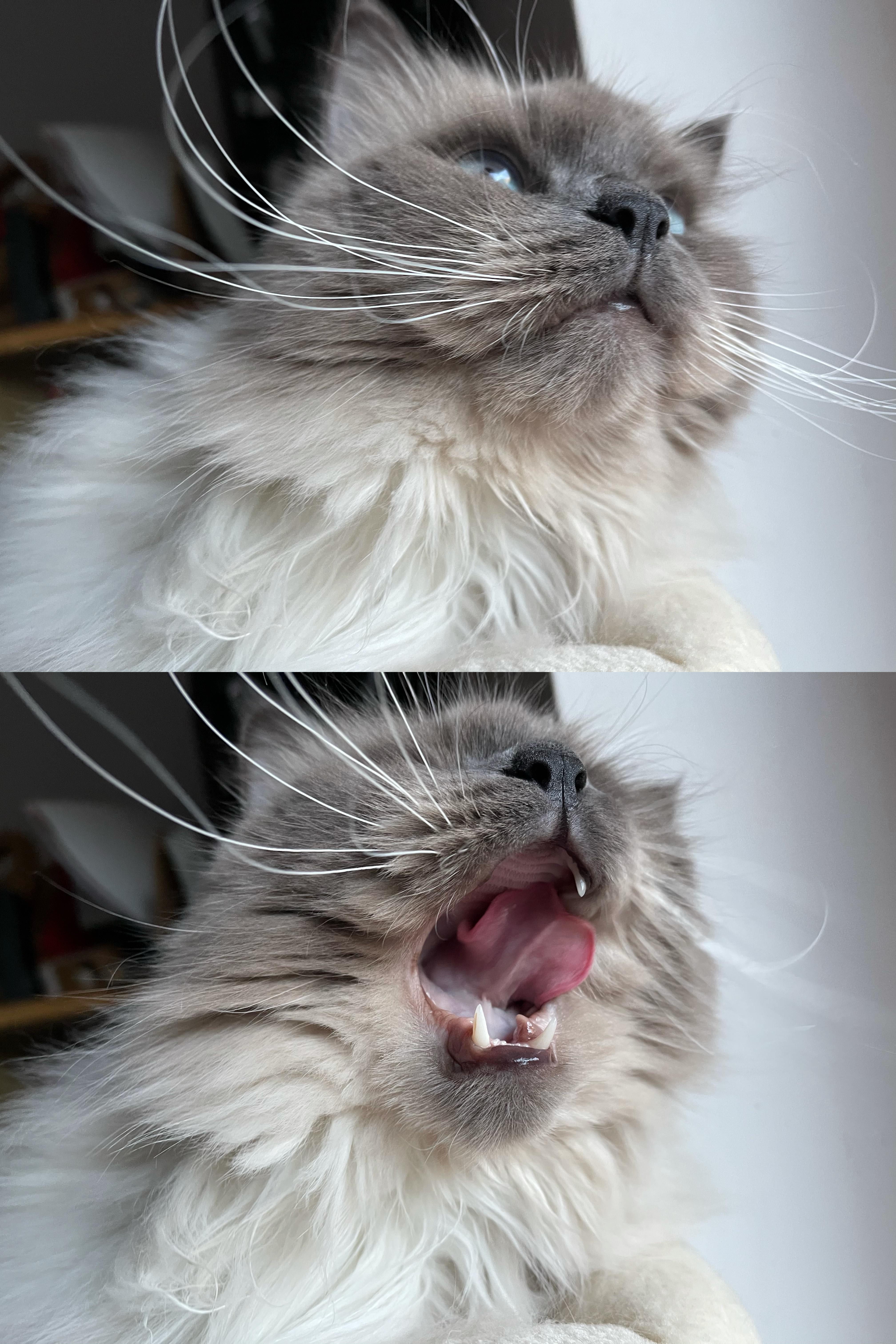 Sleepy boy | Scrolller