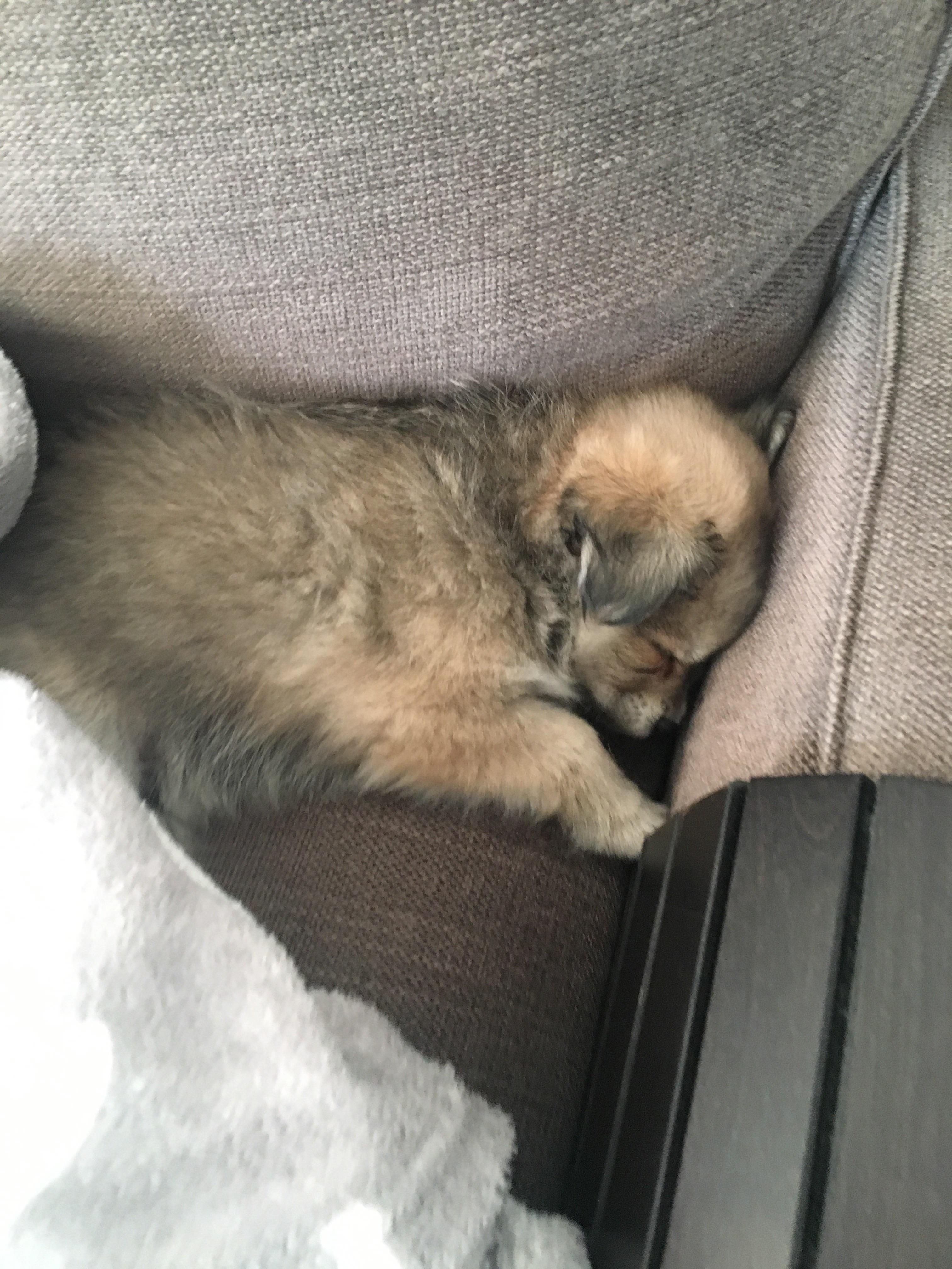 Sleepy boy | Scrolller