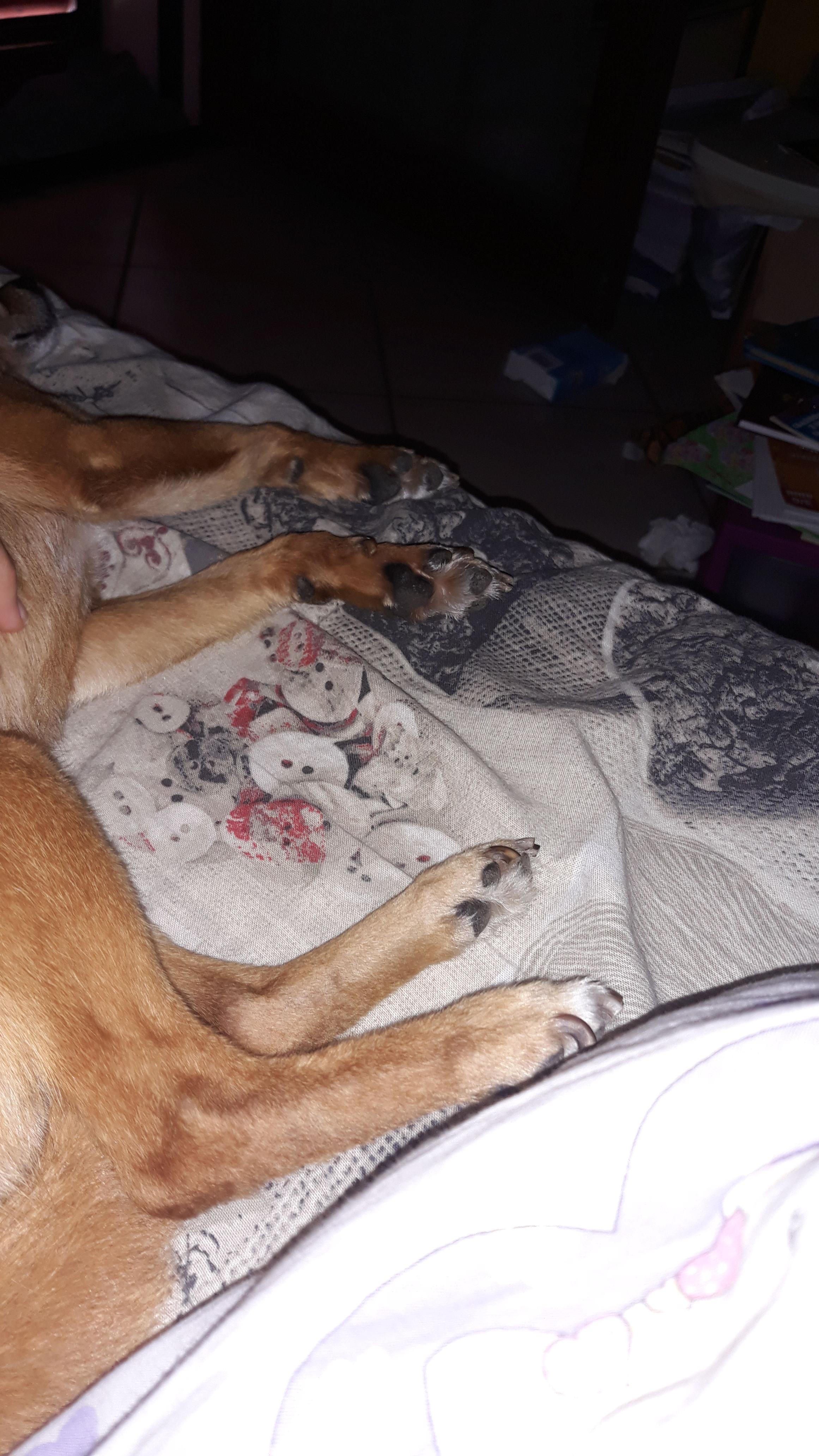 Sleepy boy's paws ️🐾 | Scrolller