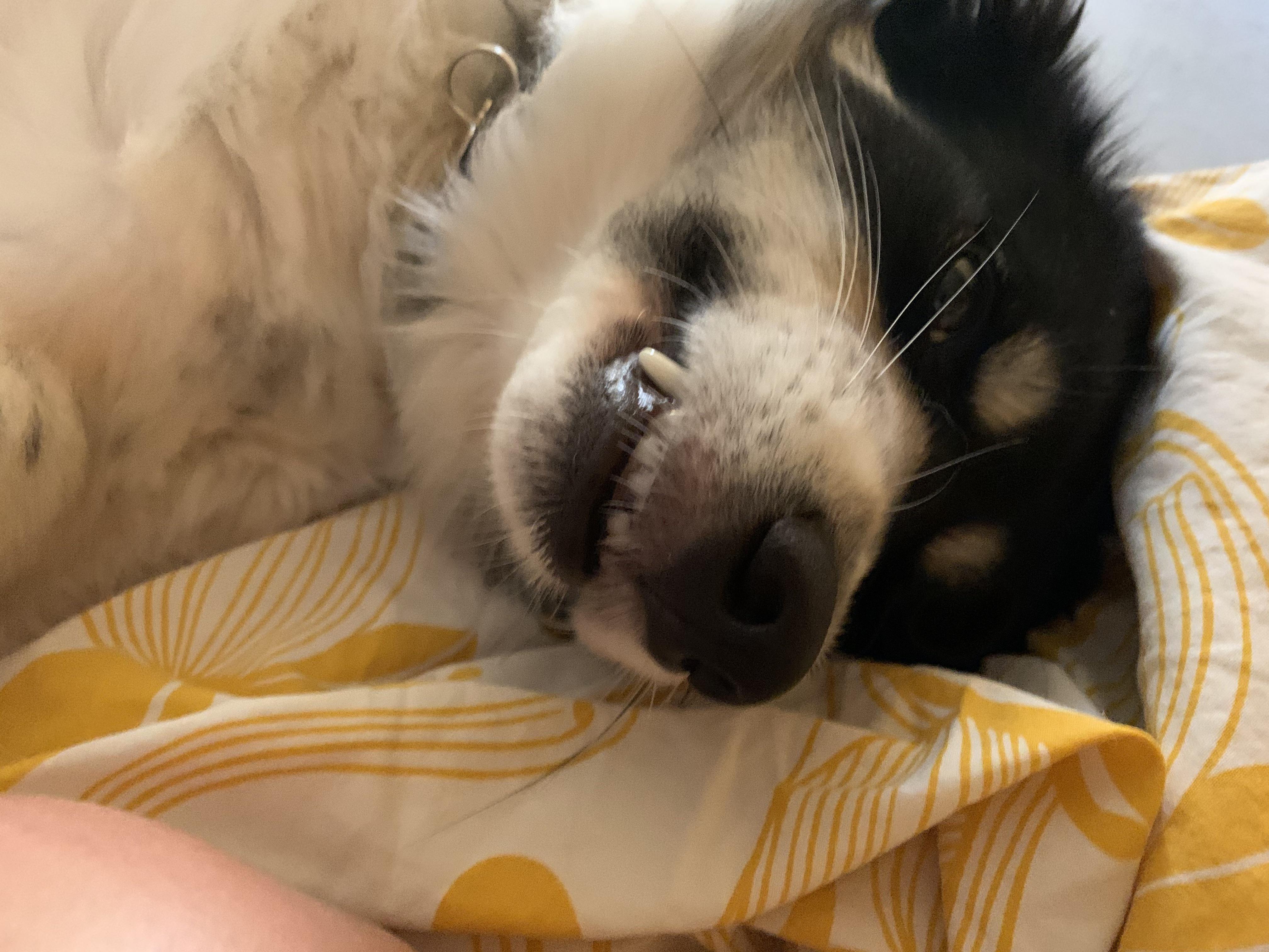 Sleepy derp | Scrolller