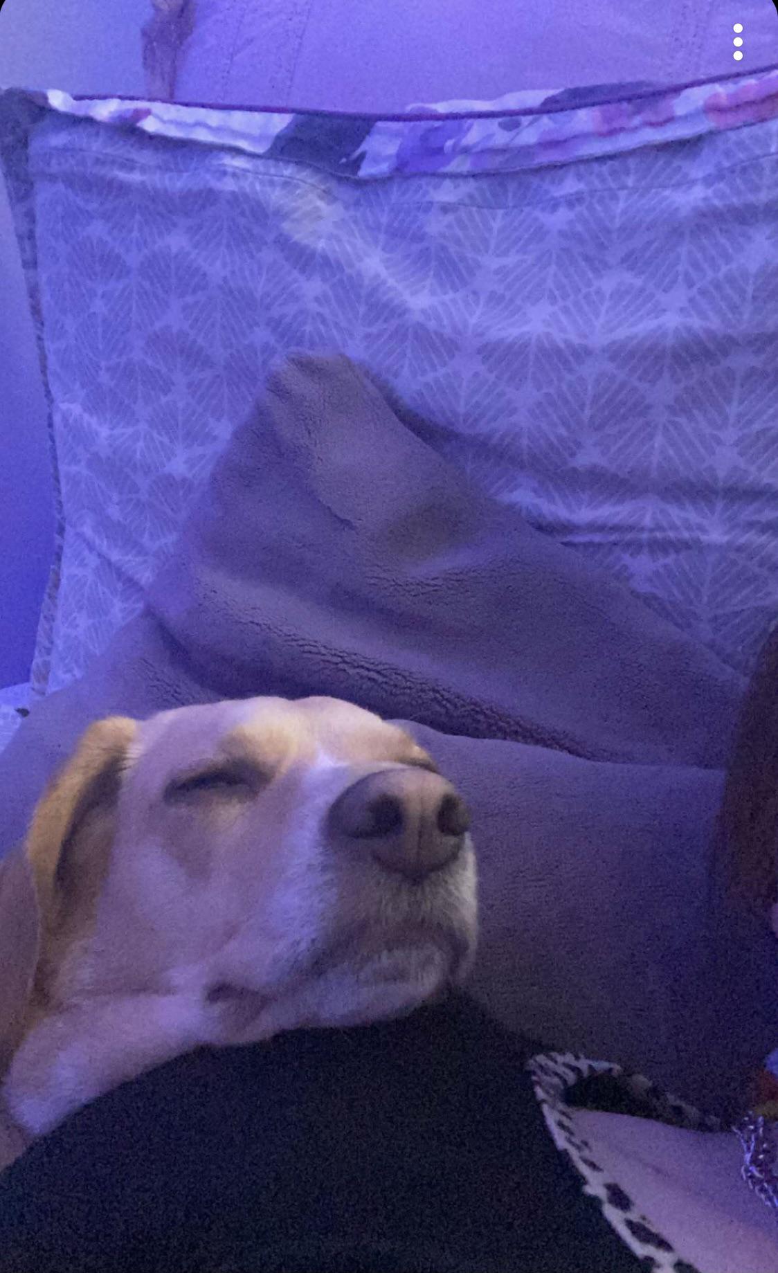 sleepy doggo! | Scrolller