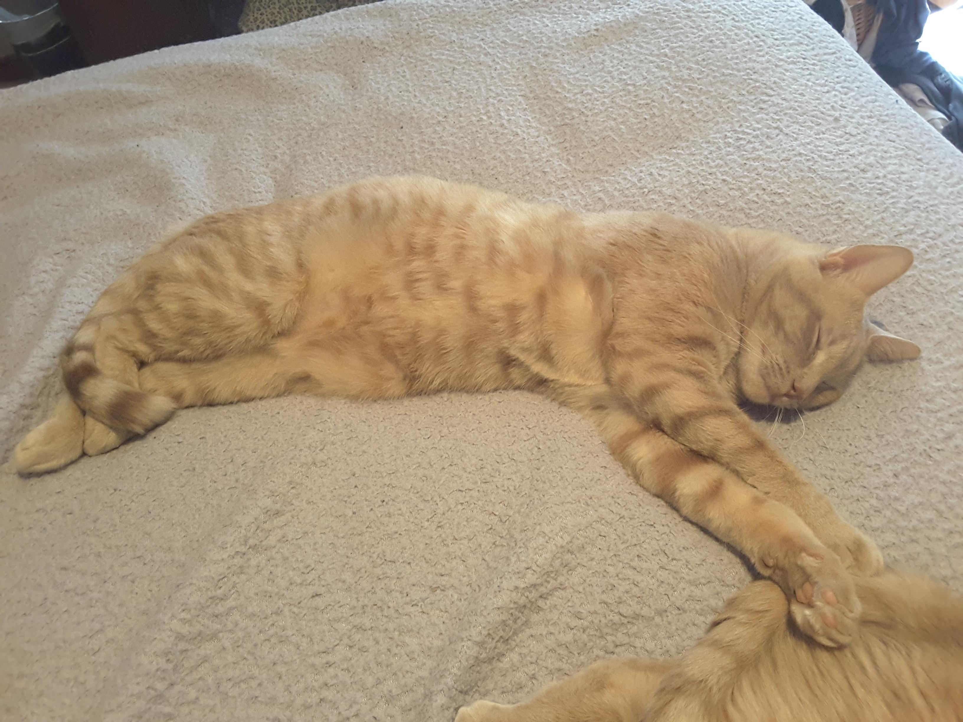 Sleepy fall kitty. His name is Rufus. | Scrolller