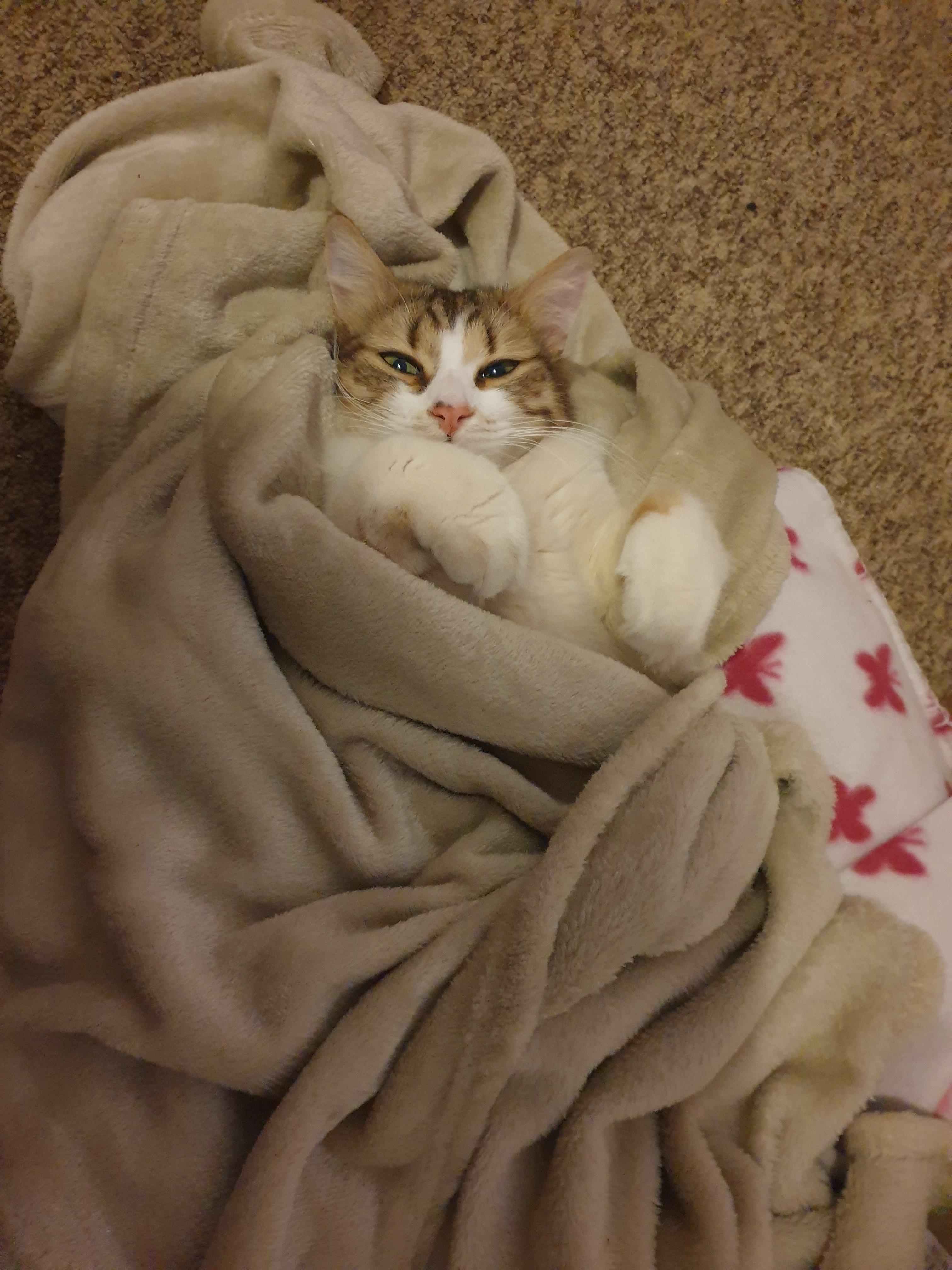 Sleepy floof | Scrolller