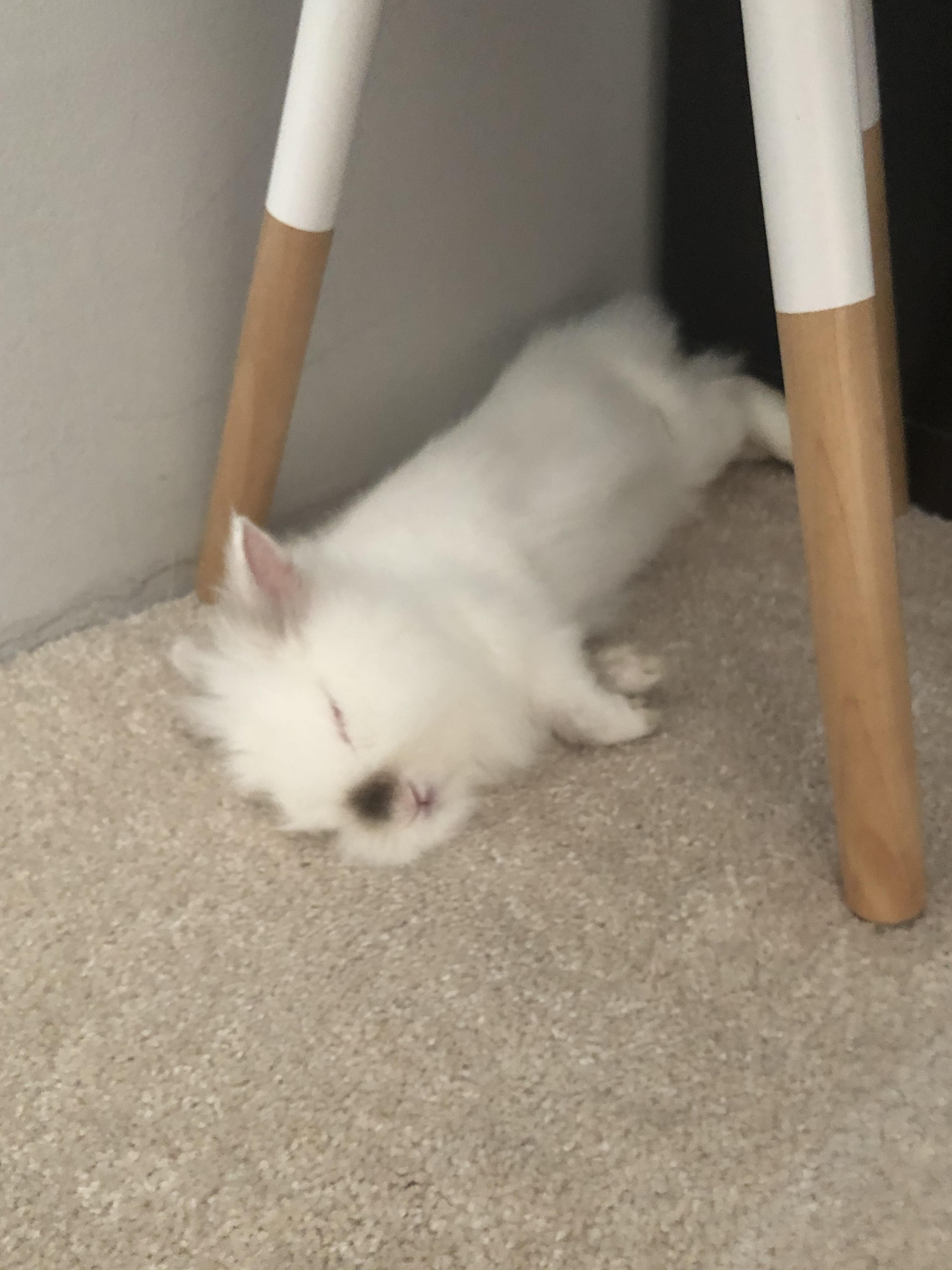 Sleepy fluff Chuppichua 🥰🥰😇 | Scrolller