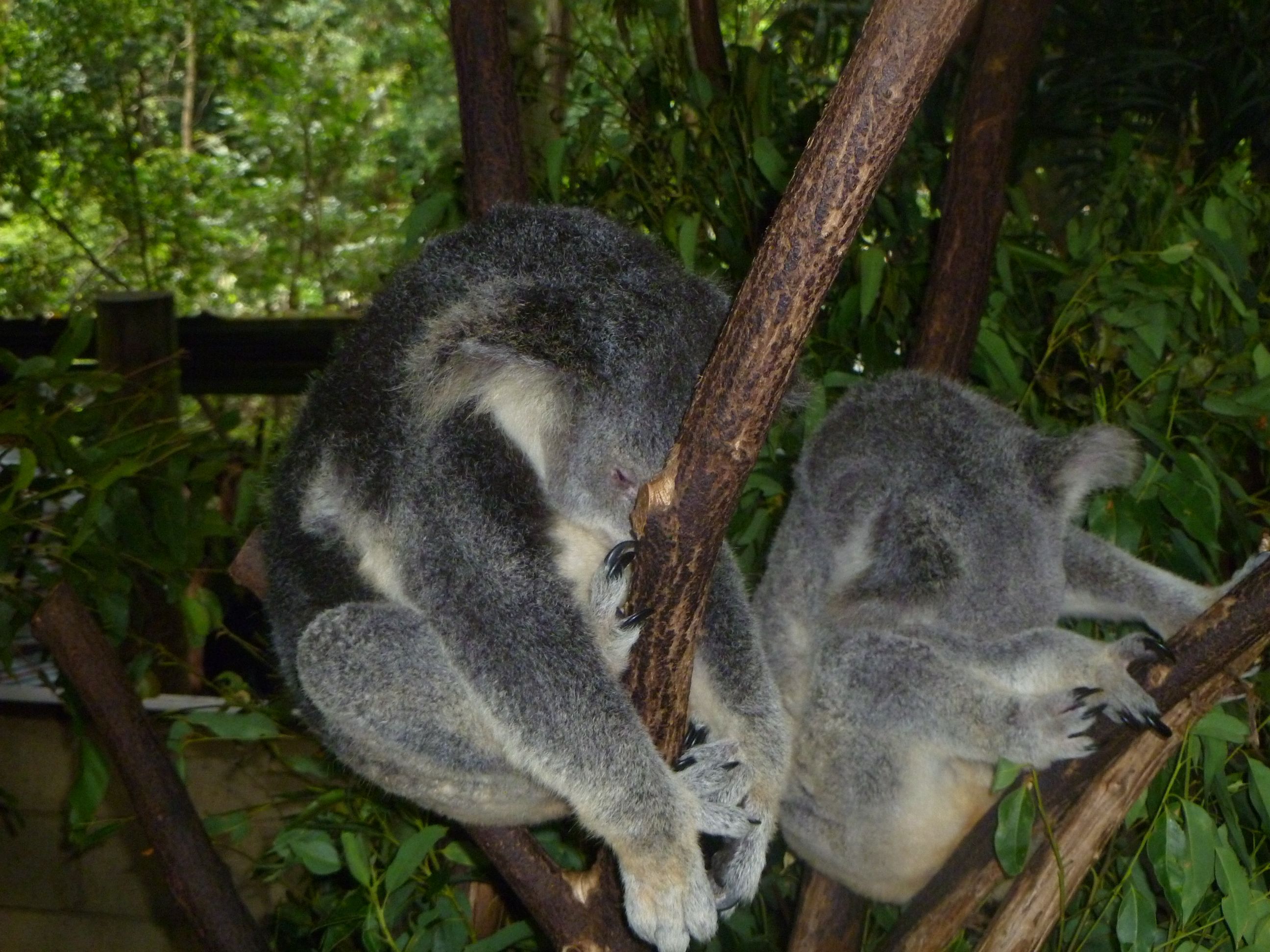 Sleepy guys at Lone Pine Koala Sanctuary | Scrolller