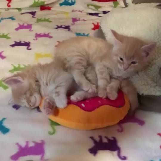 Sleepy handsome little kittens | Scrolller