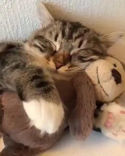 Sleepy hugs | Scrolller