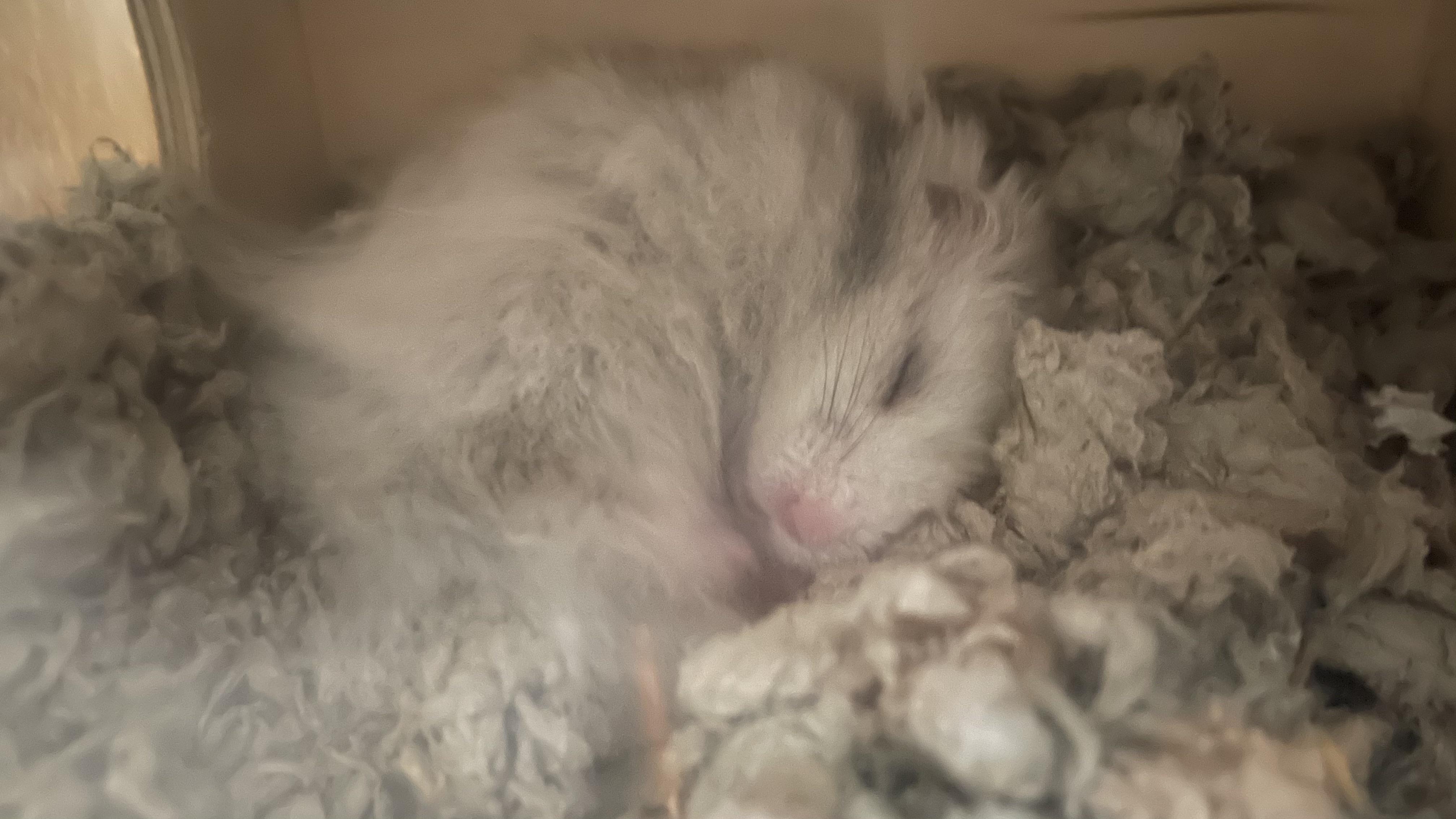 Sleepy Jasper | Scrolller