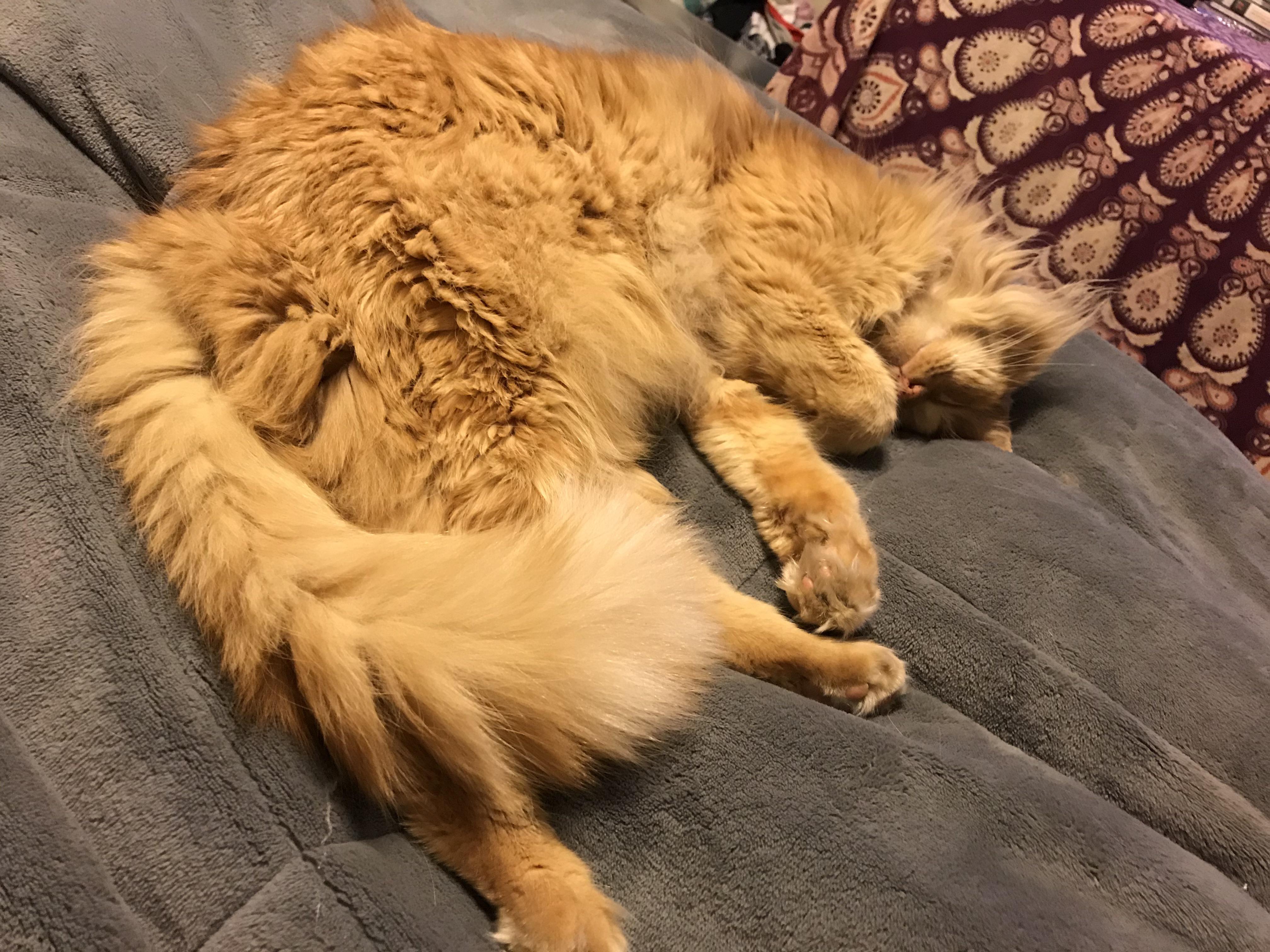 sleepy kitty | Scrolller